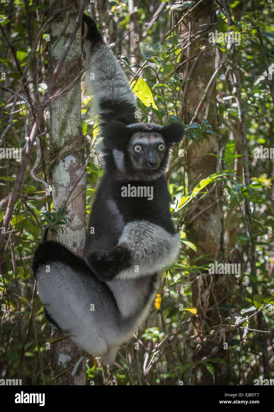 Indri lemur madagascar hi-res stock photography and images - Alamy
