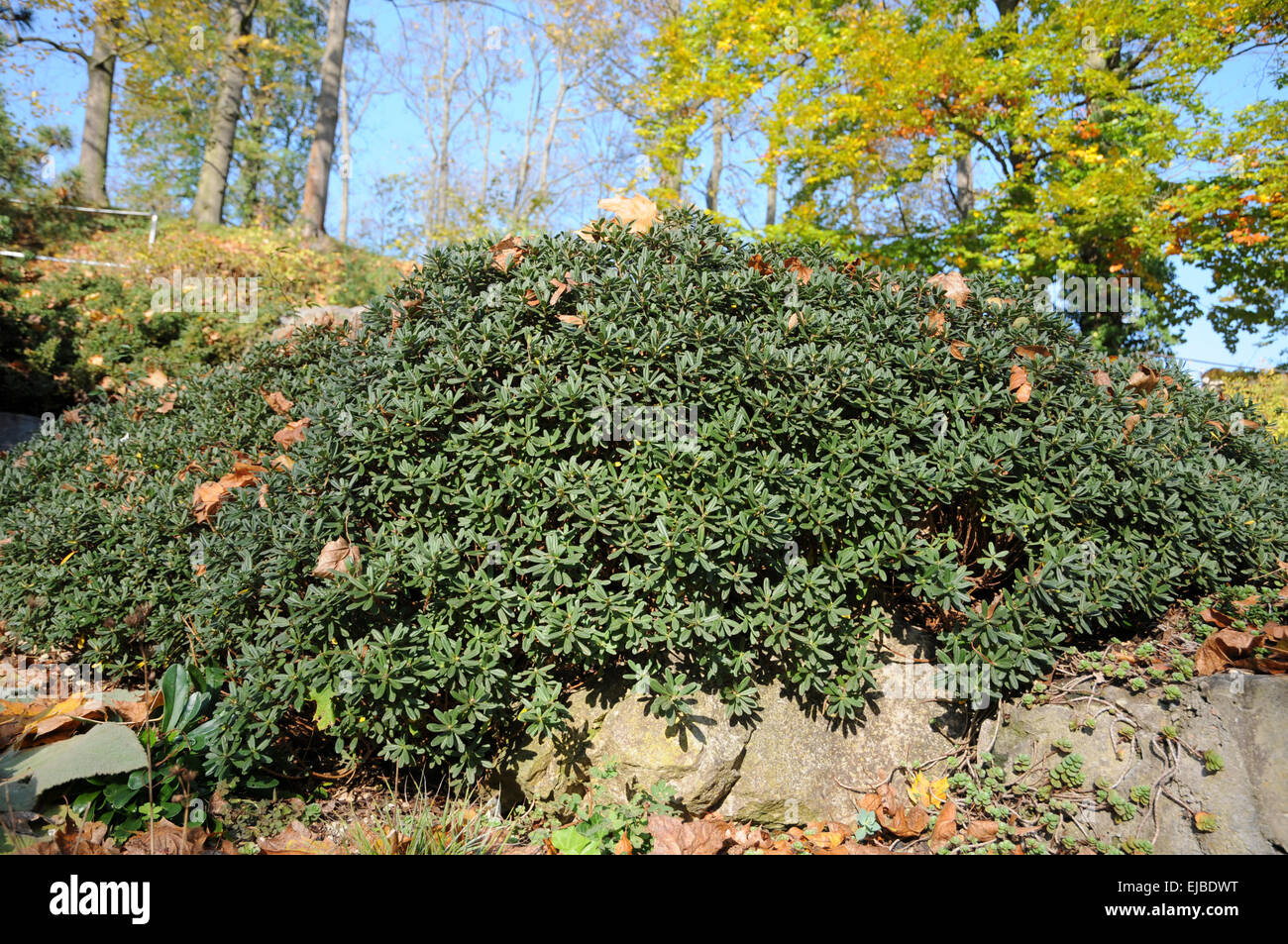 Daphne sericea daphne sericea hi-res stock photography and images - Alamy
