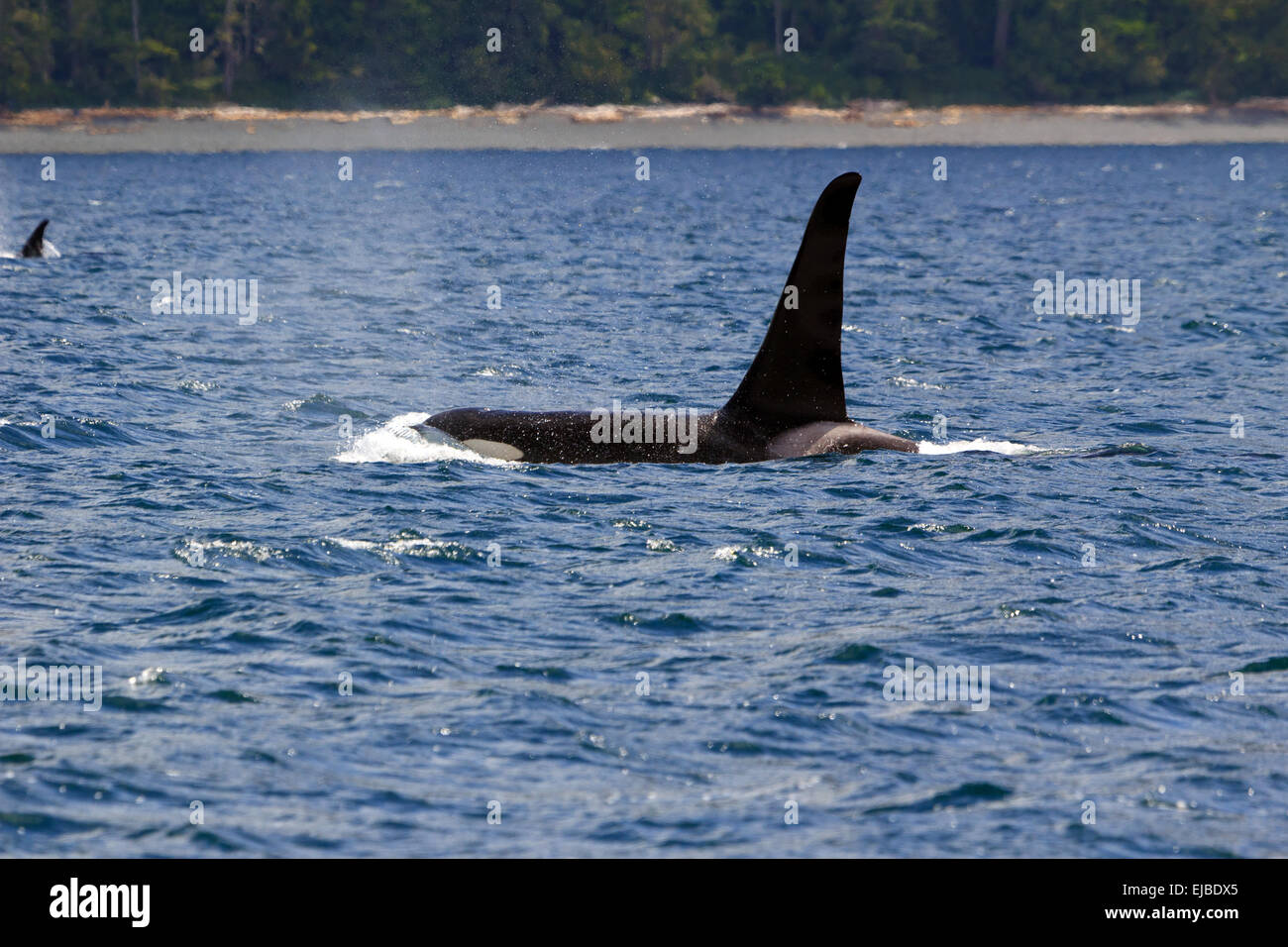 Schwertwal killerwal orca orcinus orca hi-res stock photography and ...