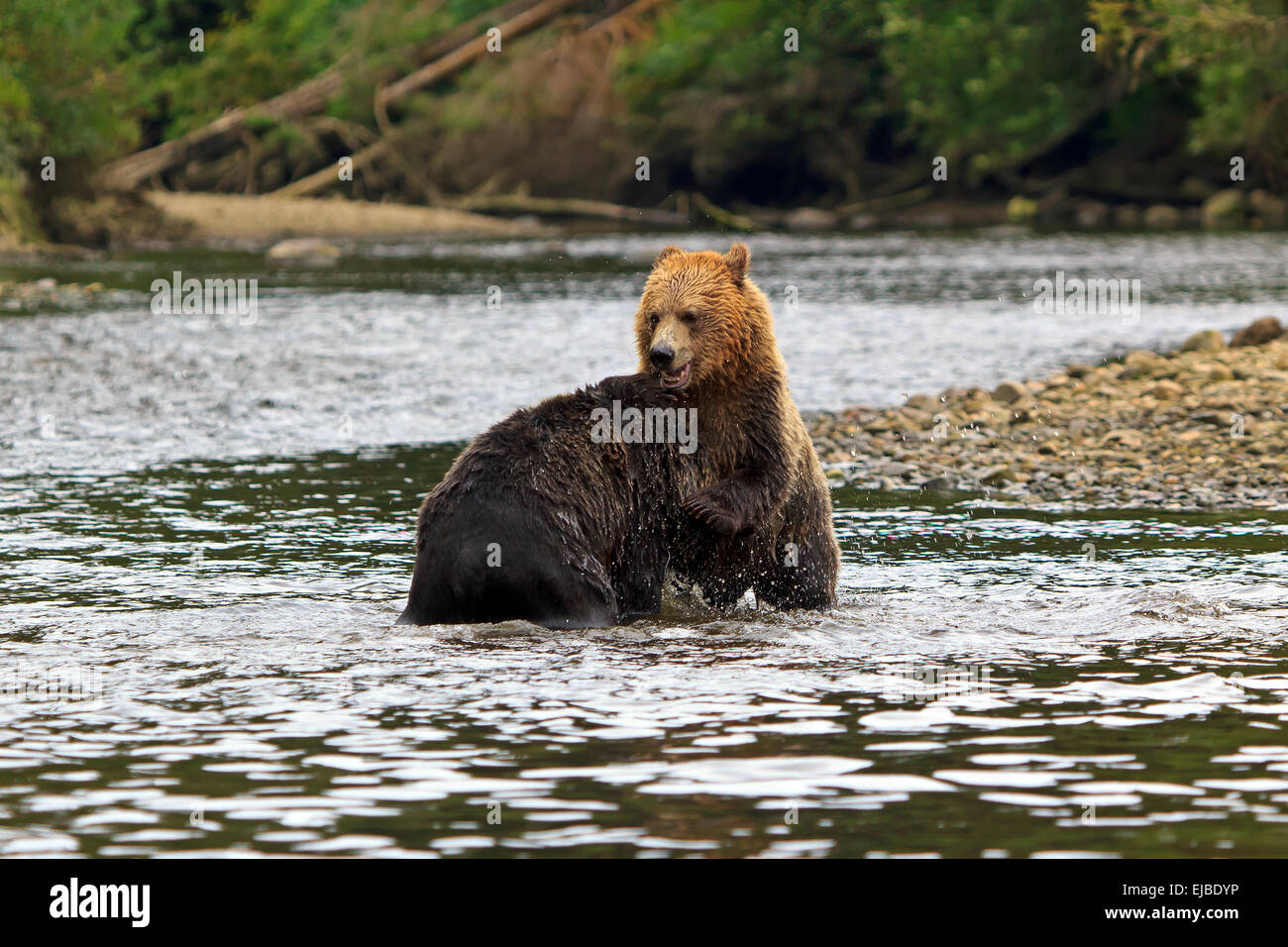 Grizzly's bar hi-res stock photography and images - Alamy