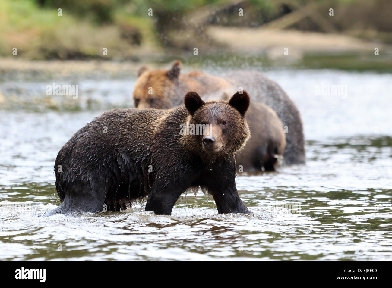Grizzly's bar hi-res stock photography and images - Alamy