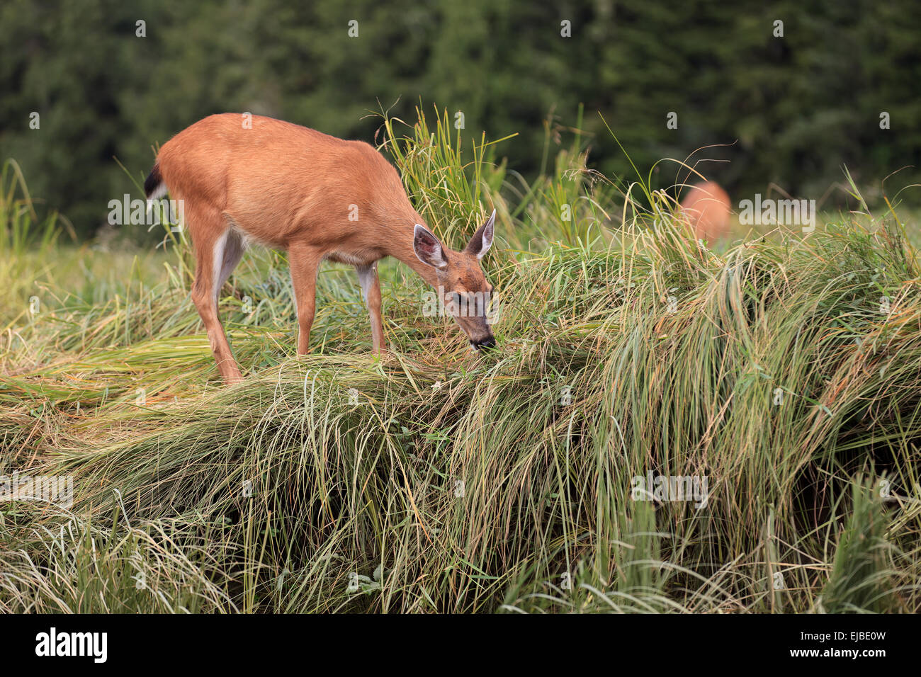 Reh Augen High Resolution Stock Photography and Images - Alamy