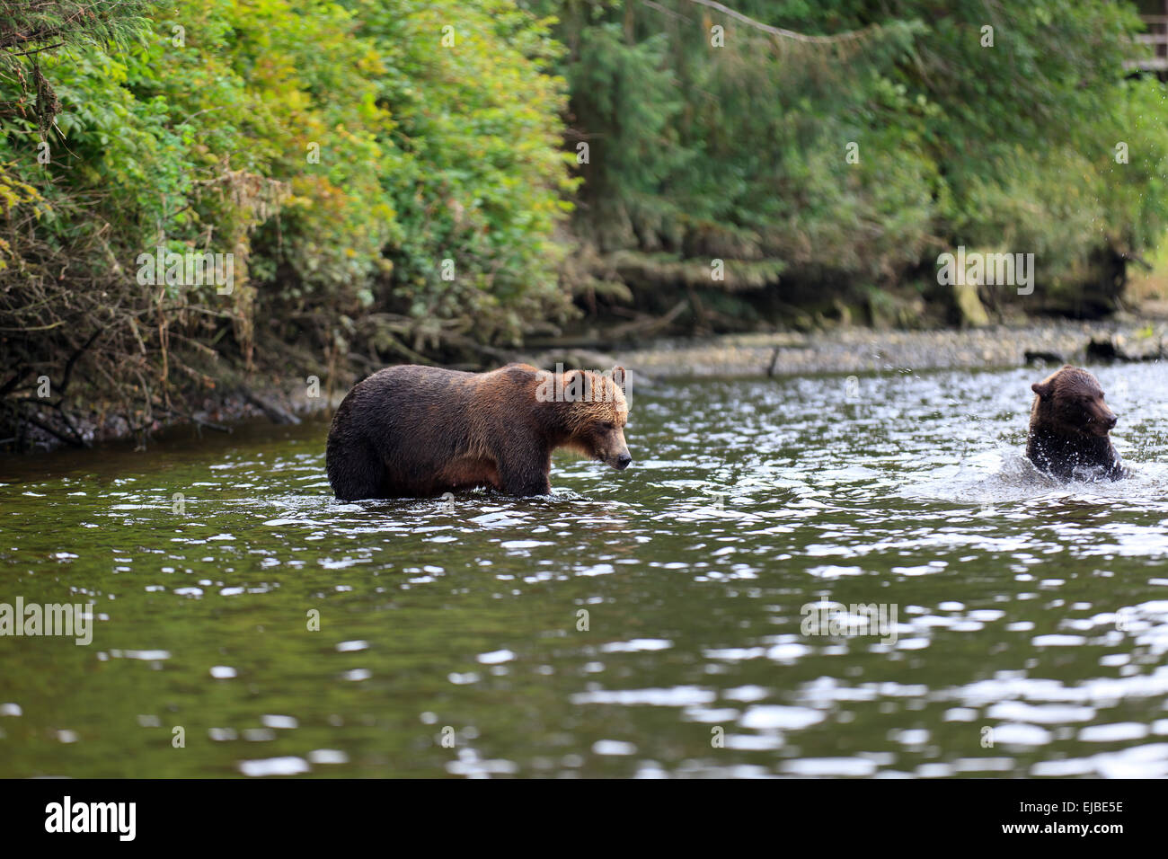 Grizzly familie hi-res stock photography and images - Alamy