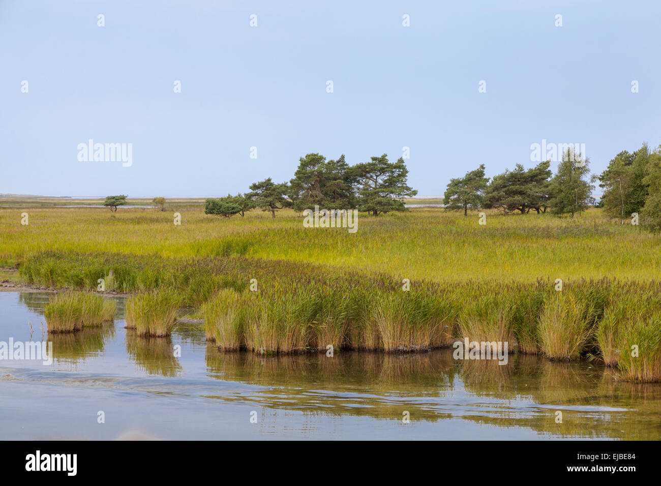 Nationalpark vorpommersche bodden landschaft hi-res stock photography ...