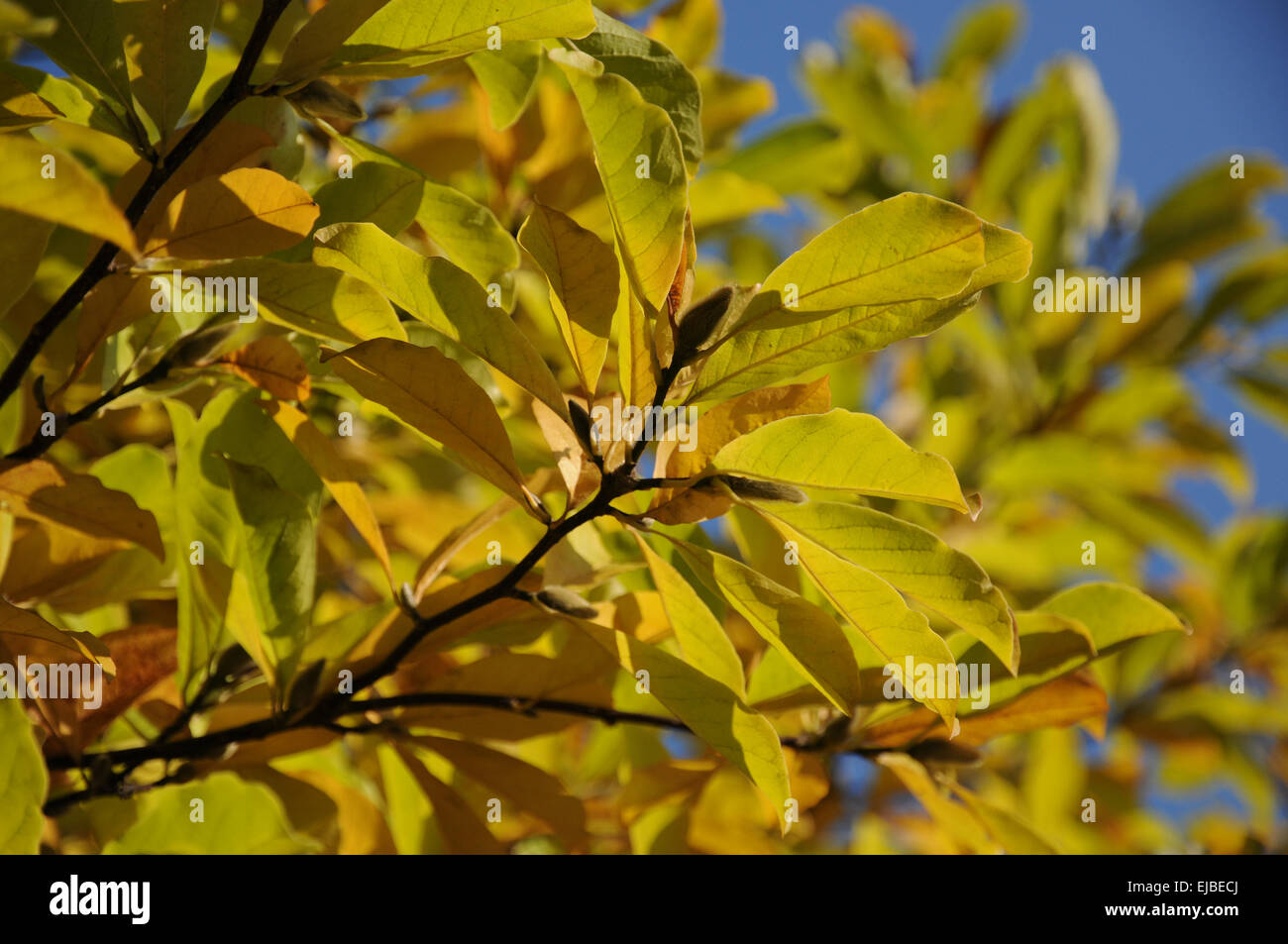 Fall magnolia leaves hi-res stock photography and images - Alamy