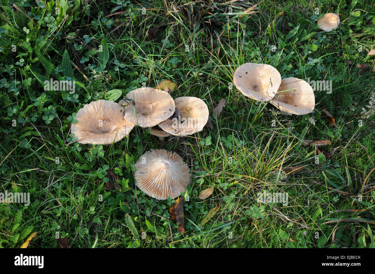 Monks head hi-res stock photography and images - Alamy