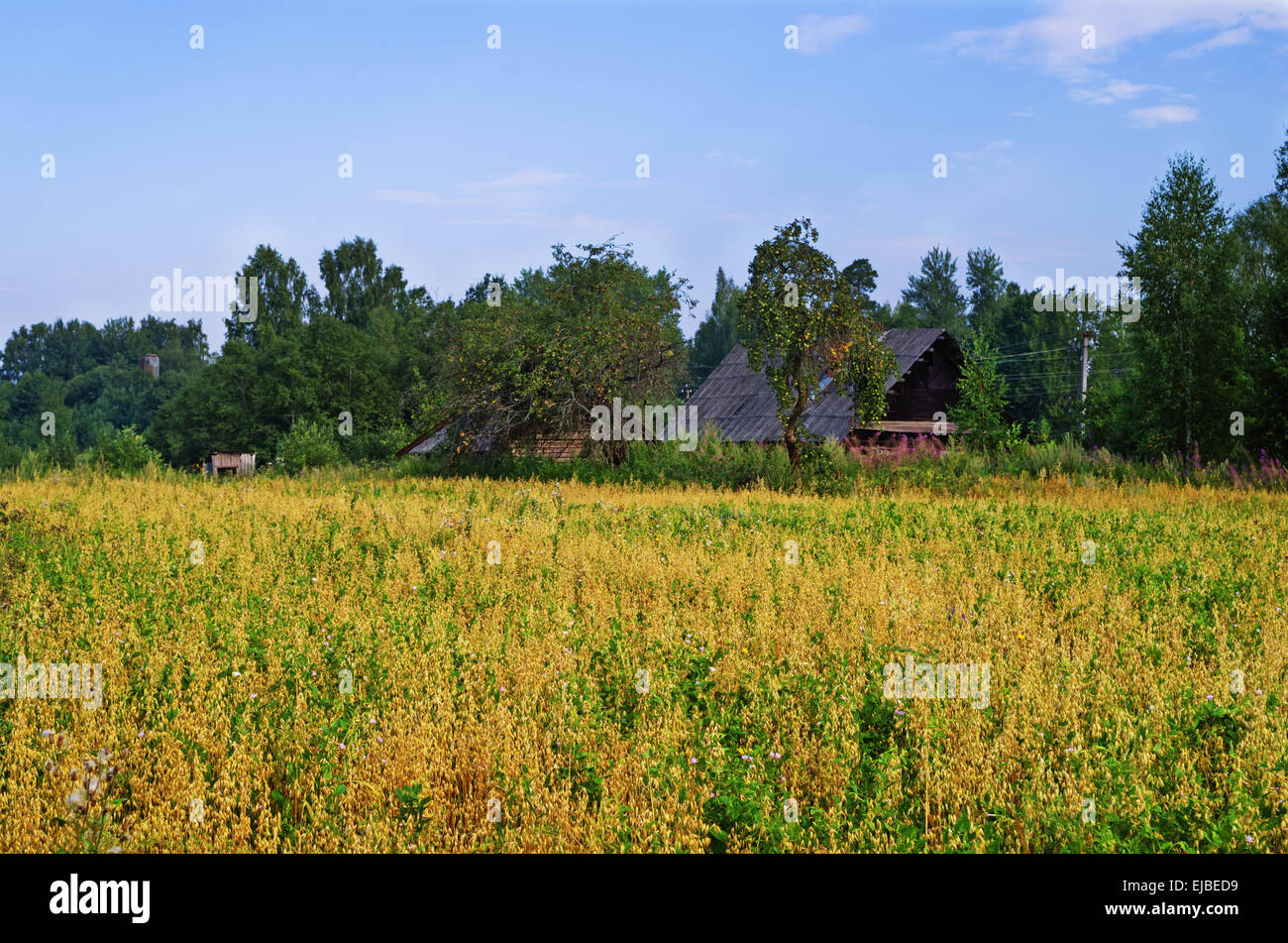 Rural landscape - oat field, garden and wooden houses Stock Photo - Alamy