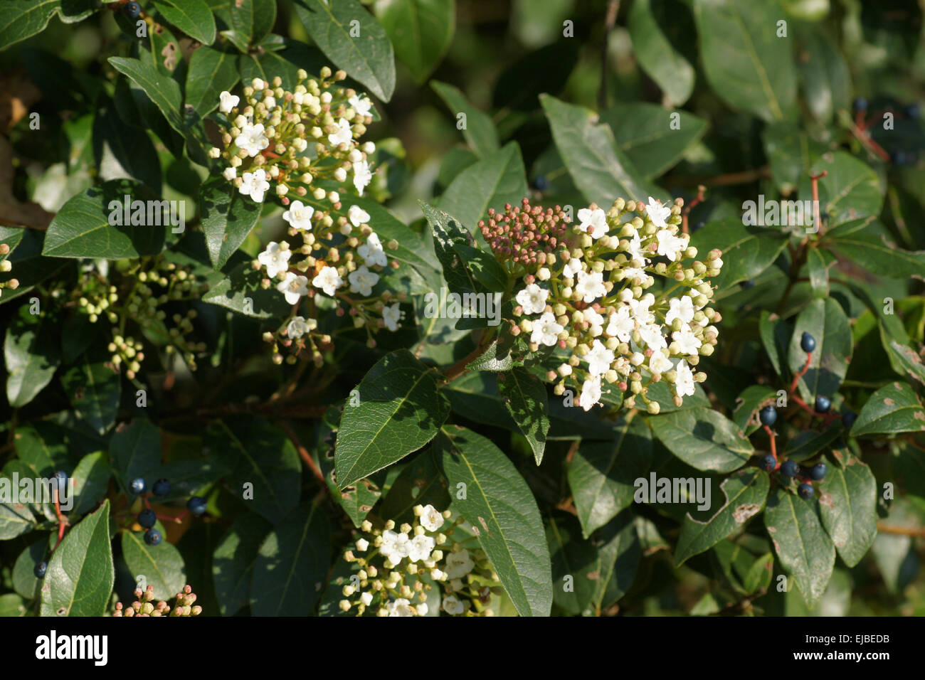 Lau flower hi-res stock photography and images - Alamy
