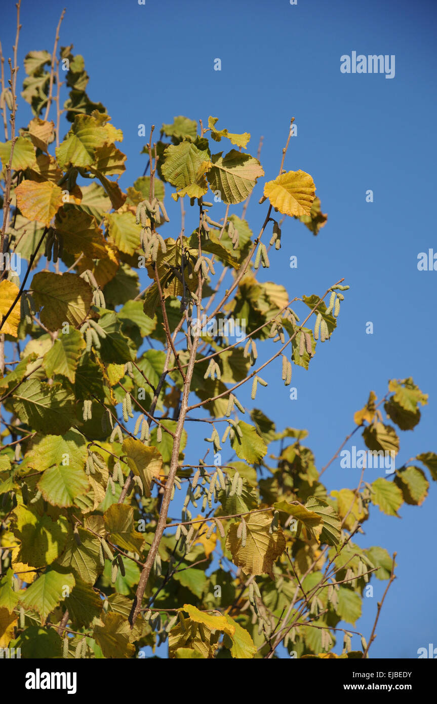 Haselnuss strauch herbst hi-res stock photography and images - Alamy