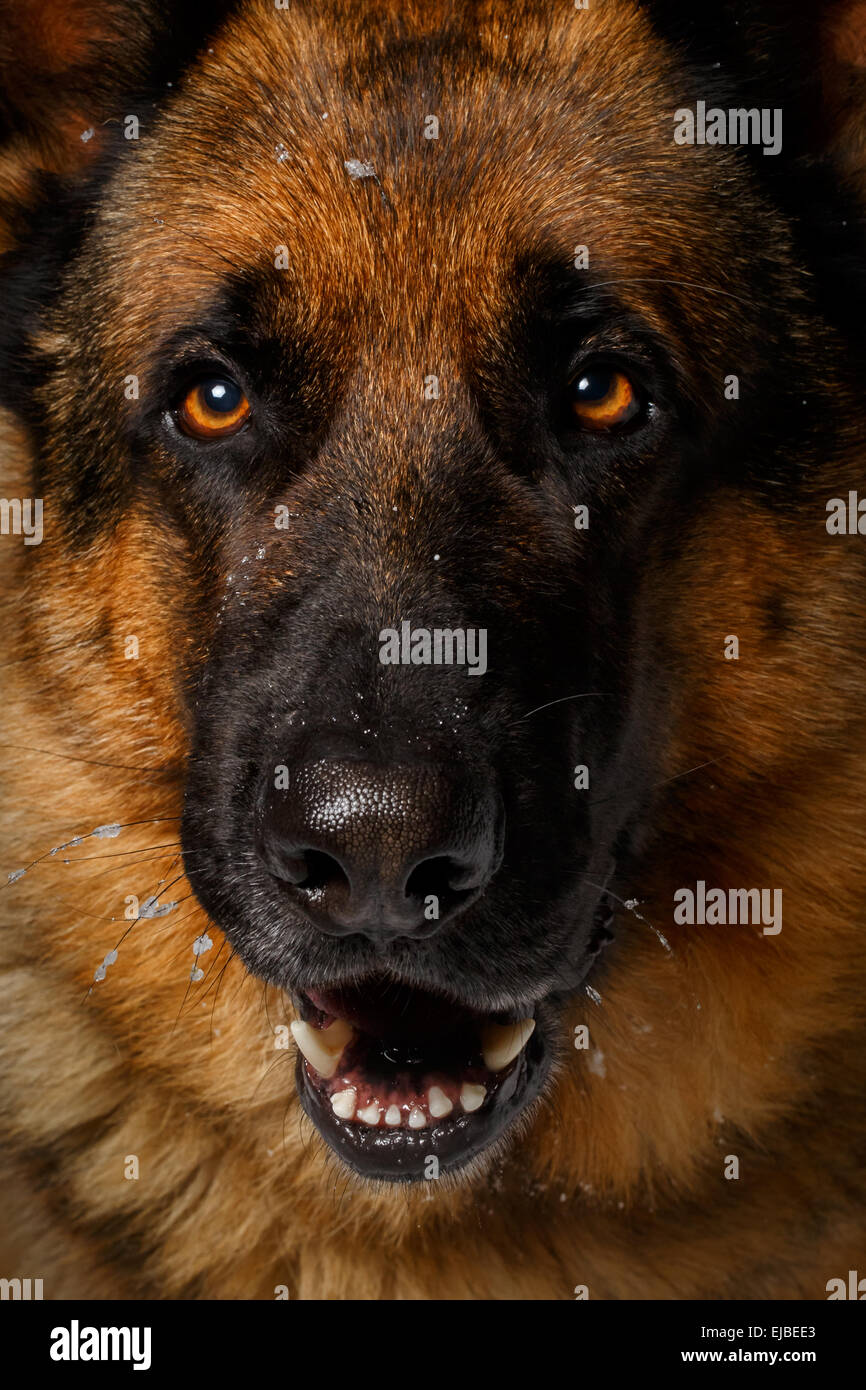 German shepherd face up hi-res stock photography and images - Alamy