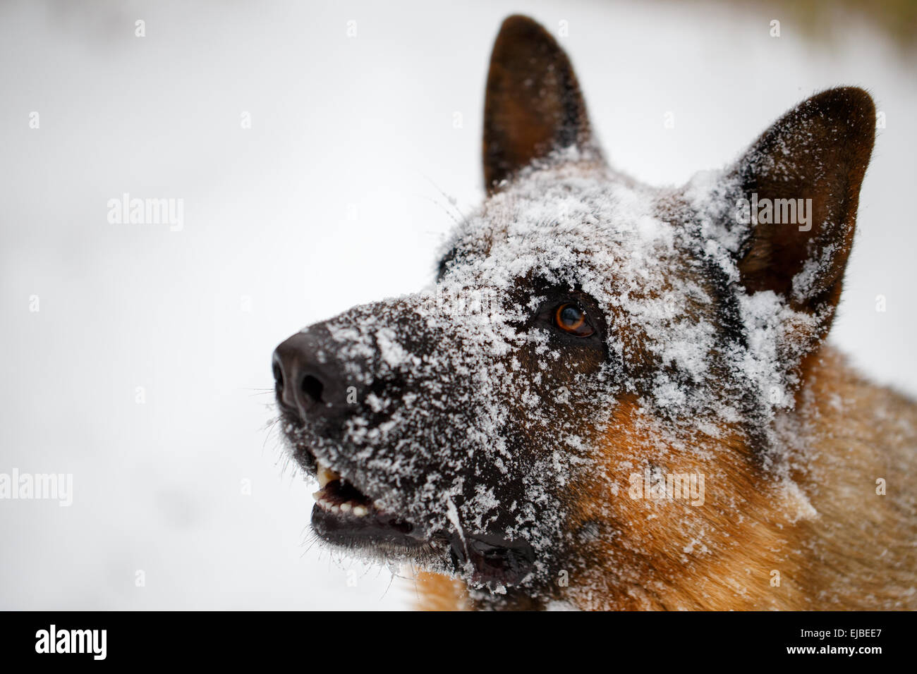 German Shepherd Puppy Snout