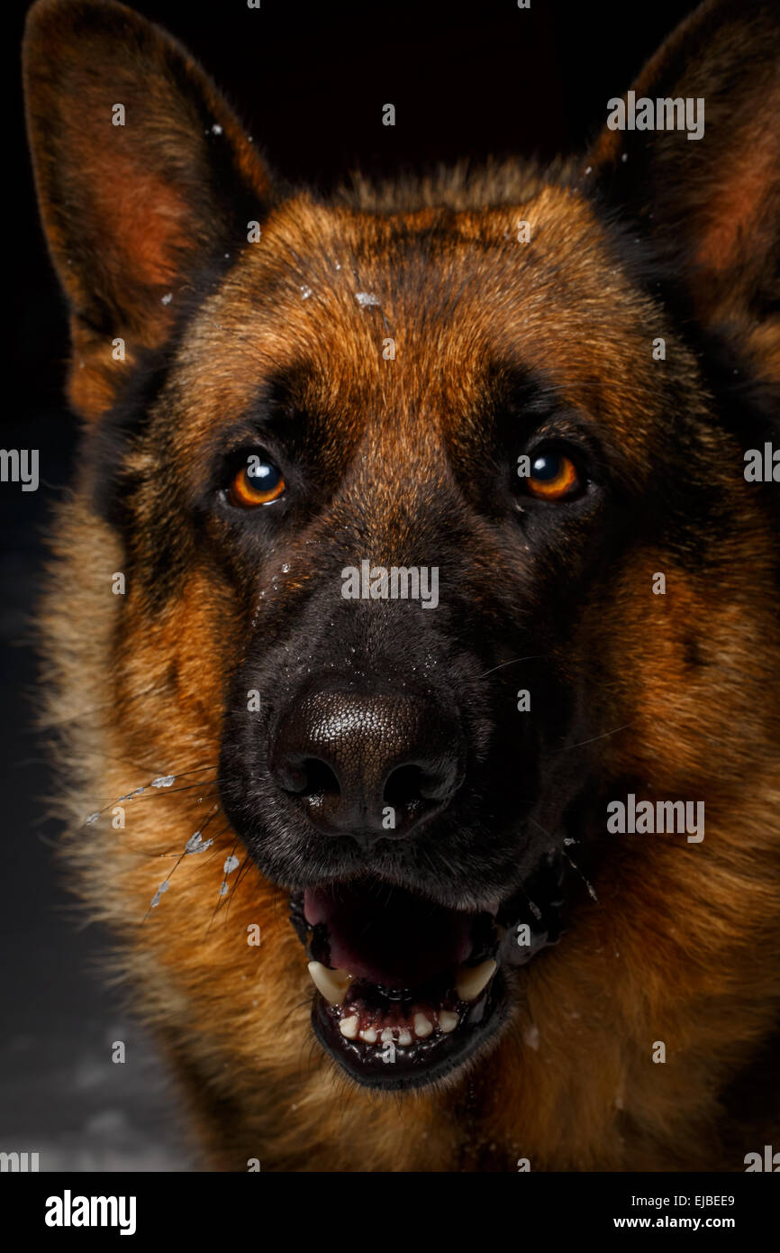 close-up German shepherd Stock Photo - Alamy