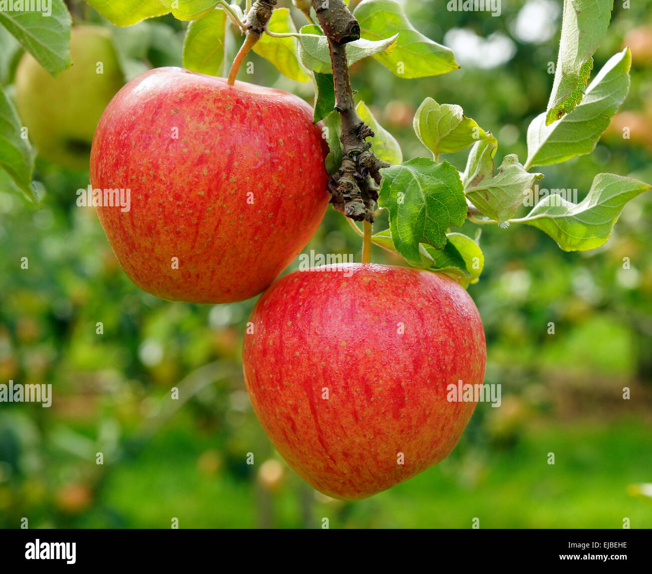 Delicious fresh Apples in the Garden Stock Photo - Alamy