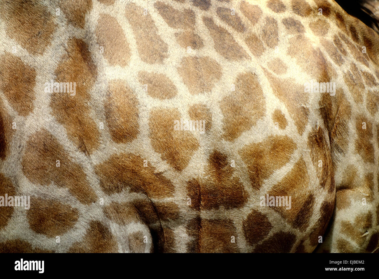 Giraffe skin hi-res stock photography and images - Alamy