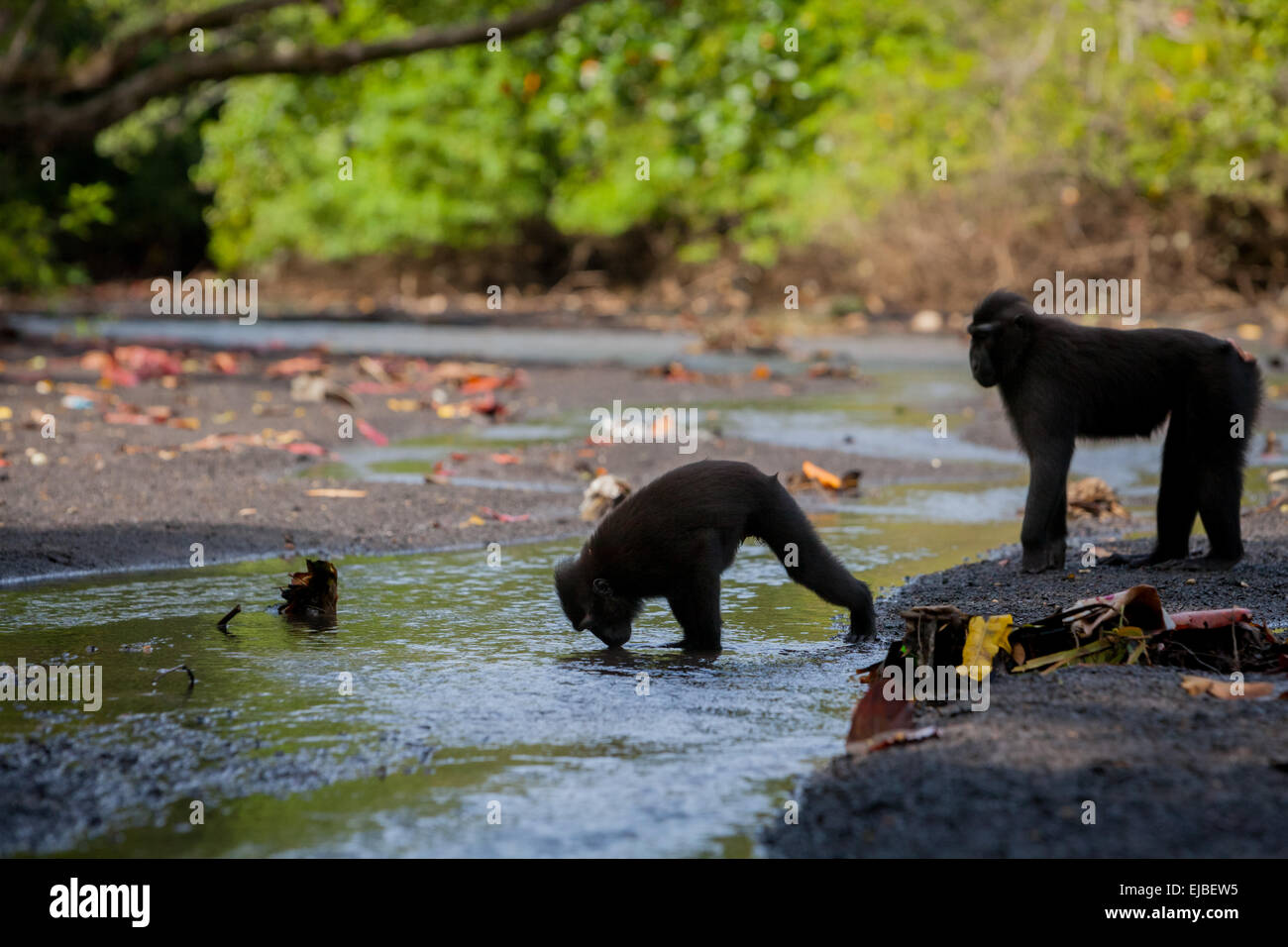 Gorontalo macaque hi-res stock photography and images - Alamy