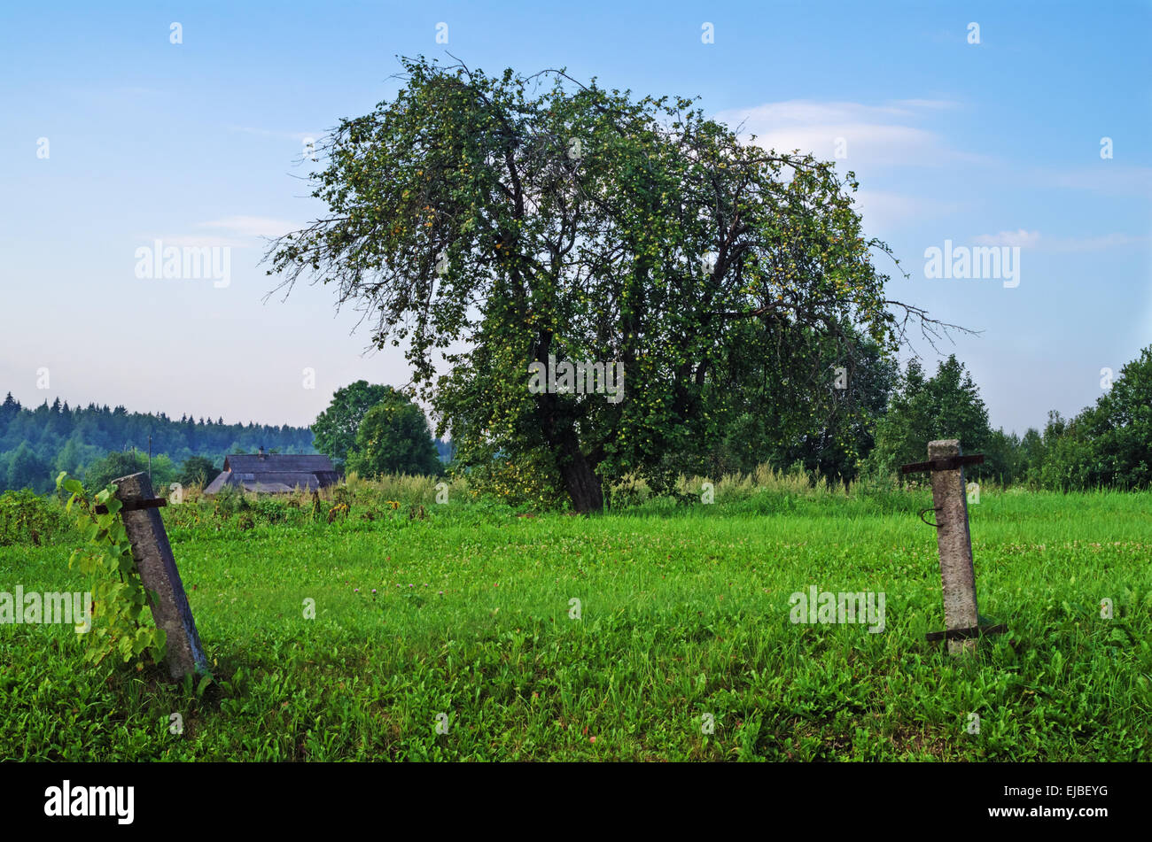 Rural landscape - tree and meadow Stock Photo - Alamy