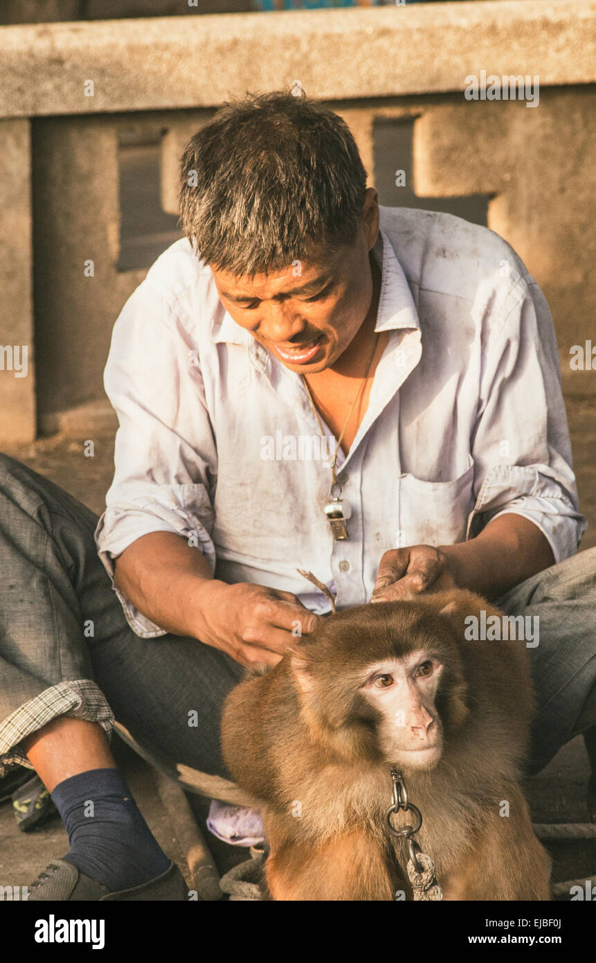 Monkey attack hi-res stock photography and images - Alamy
