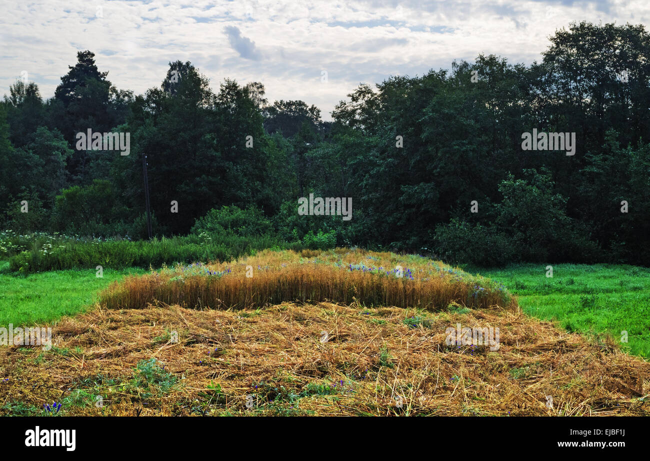 Cutting small field in village Stock Photo - Alamy