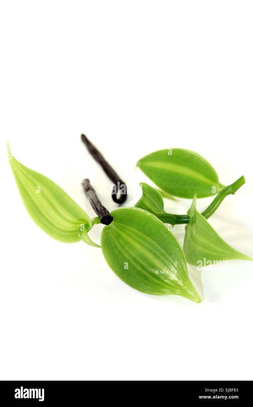 vanilla leaves with vanilla sticks Stock Photo - Alamy
