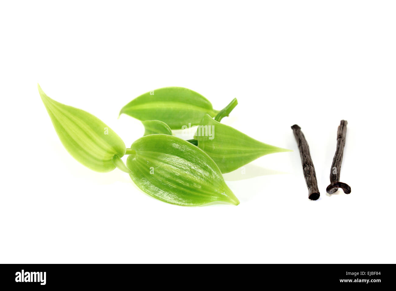 vanilla leaves with dark vanilla sticks Stock Photo - Alamy