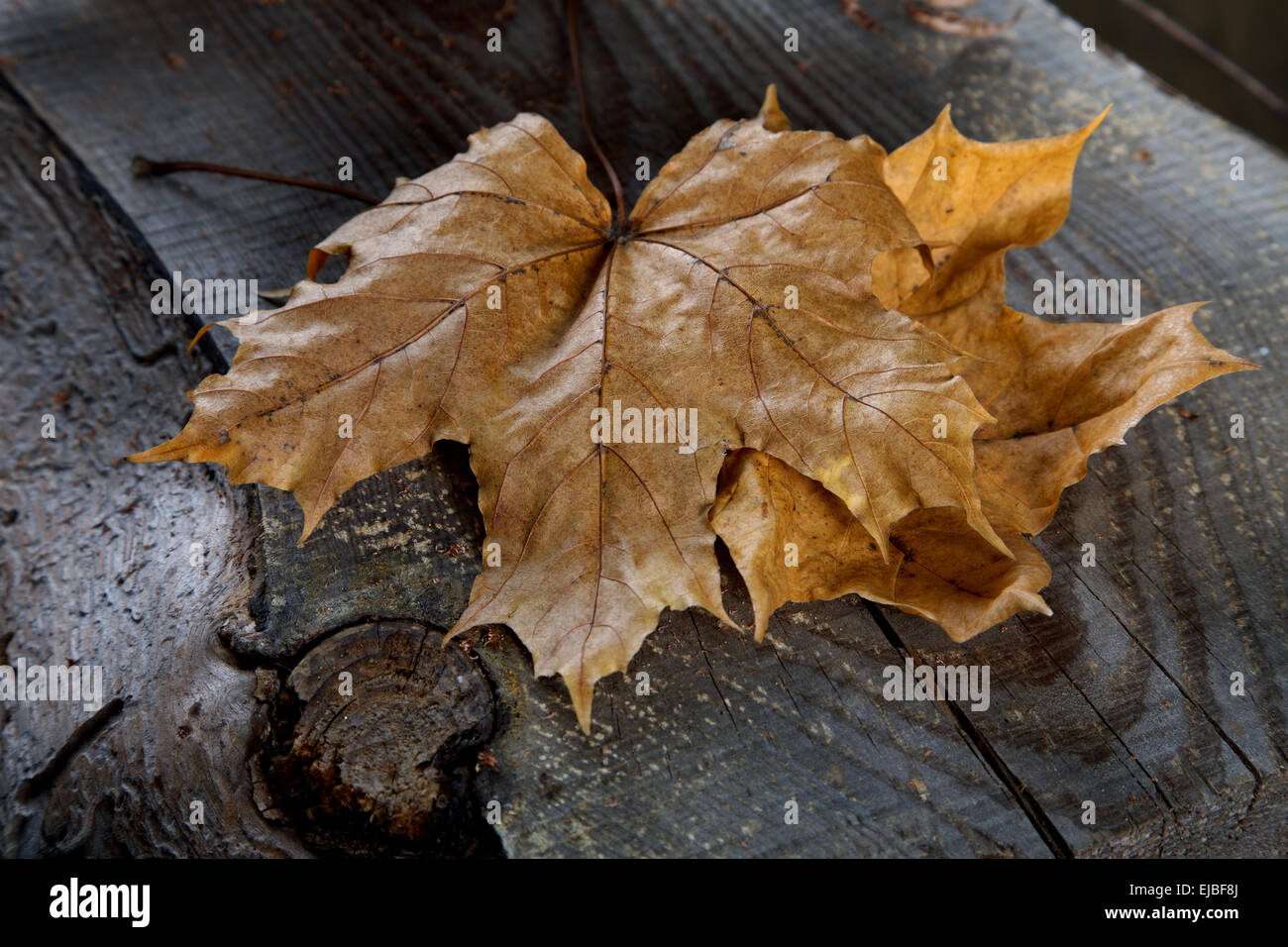 Old dry leaf hi-res stock photography and images - Alamy