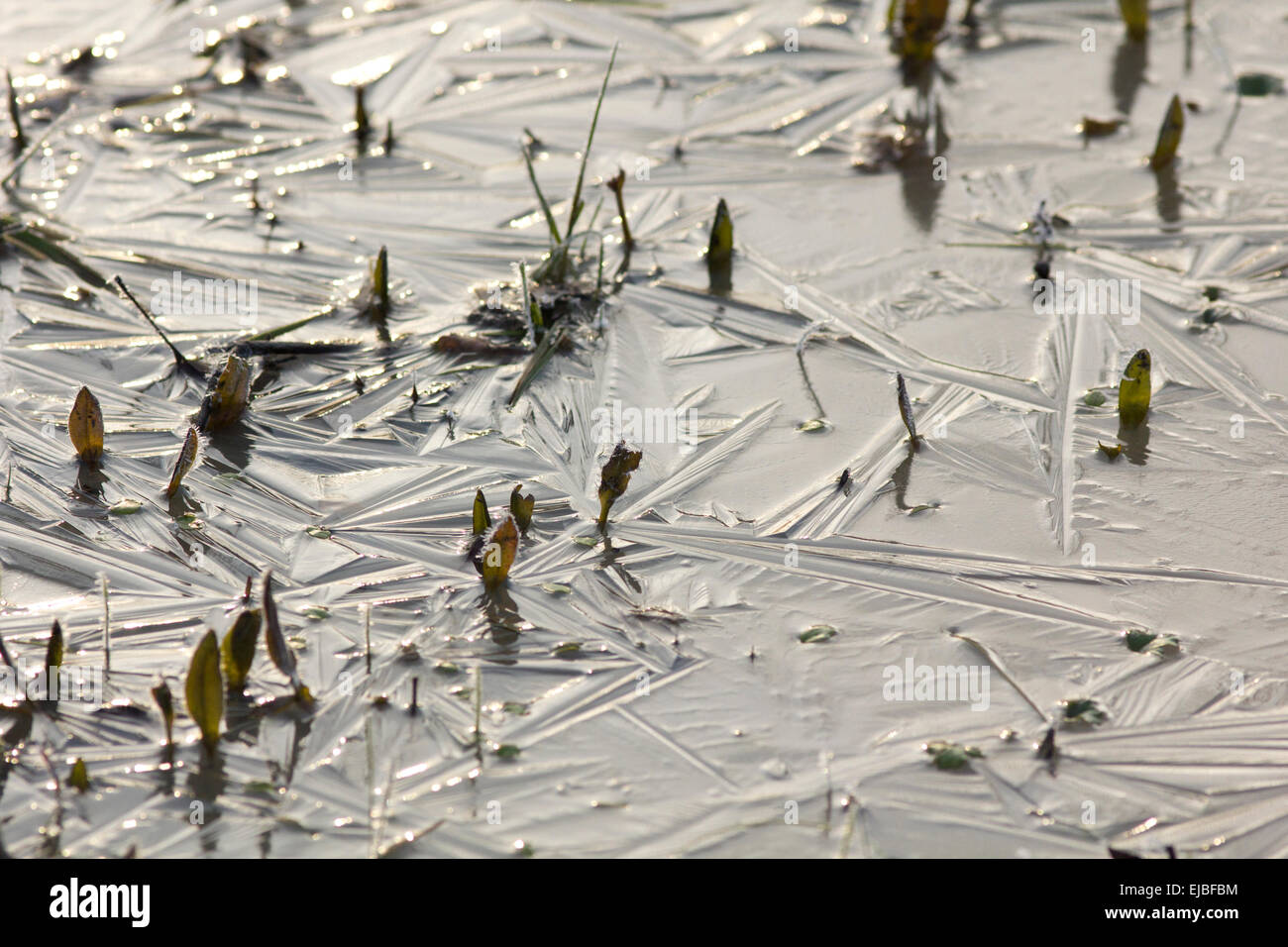 frozen puddle with vegetation Stock Photo - Alamy