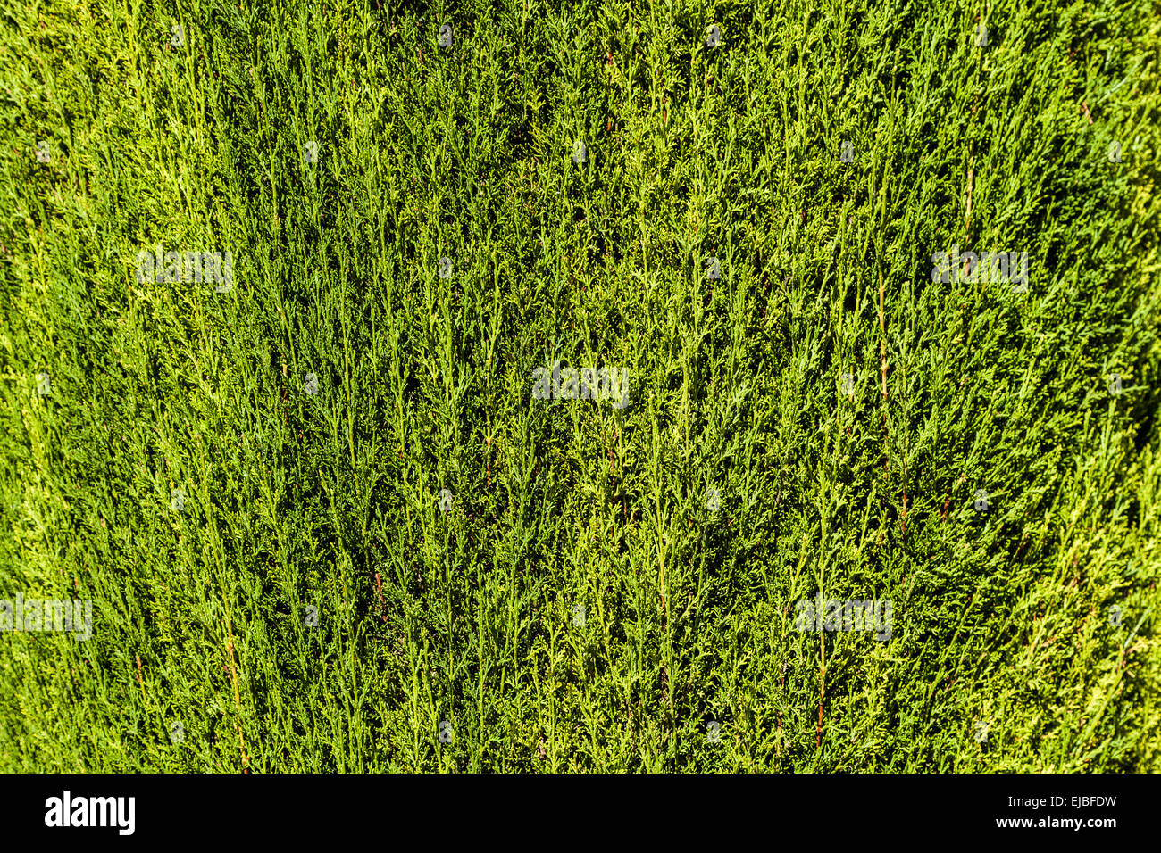 Green Hedge background Stock Photo - Alamy