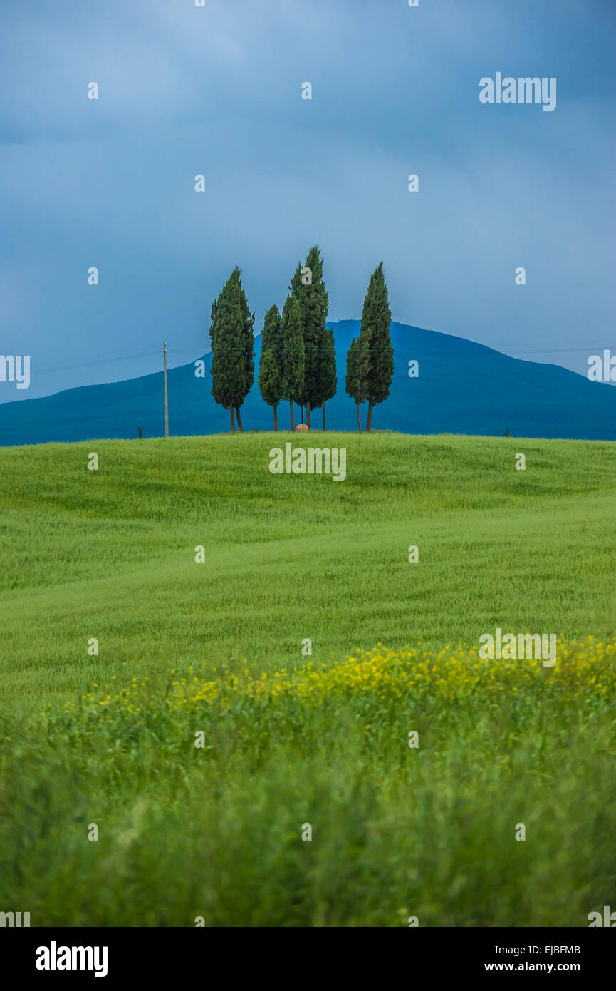 Typical tuscan countryside meadow hi-res stock photography and images ...