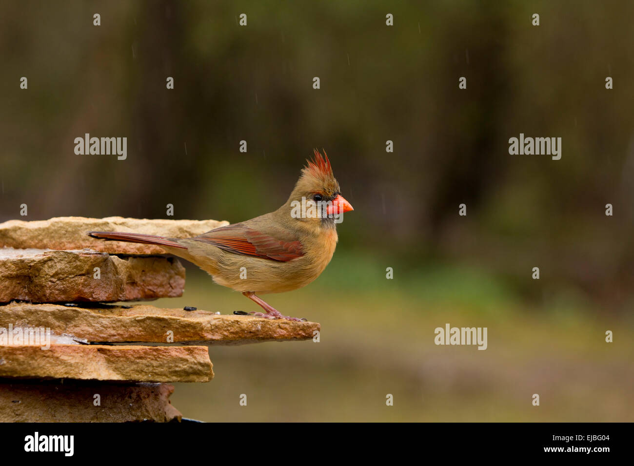 Stationary Female Northern Cardinal, Cardinalis cardinalis Stock Photo ...