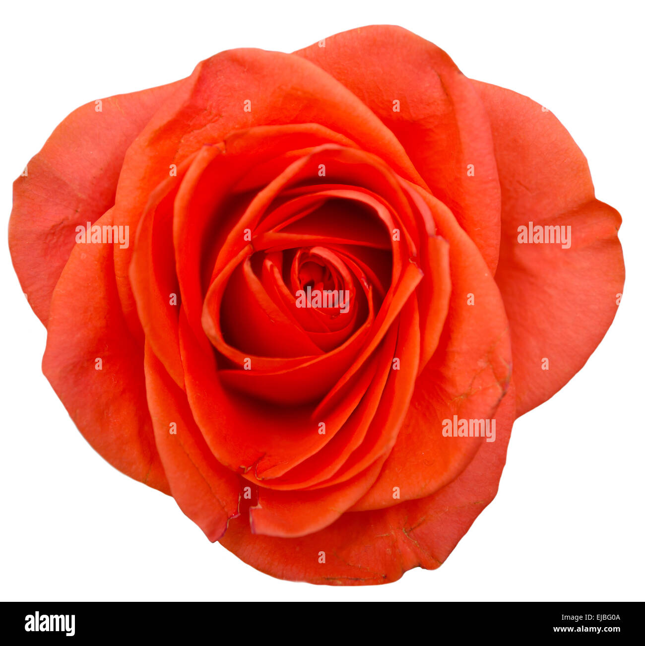 White rose petals top view Cut Out Stock Images & Pictures - Alamy