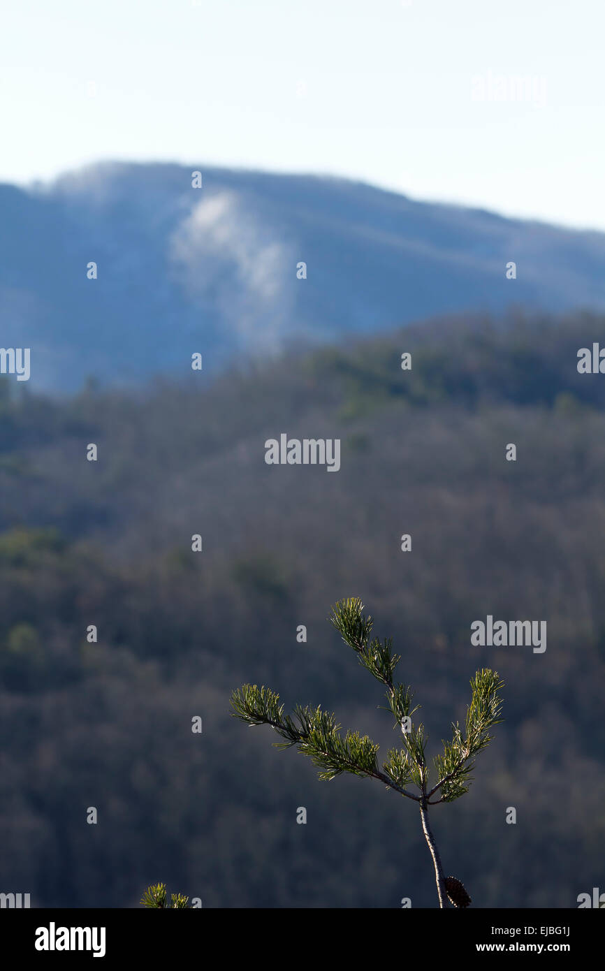 Lone branch hi-res stock photography and images - Alamy
