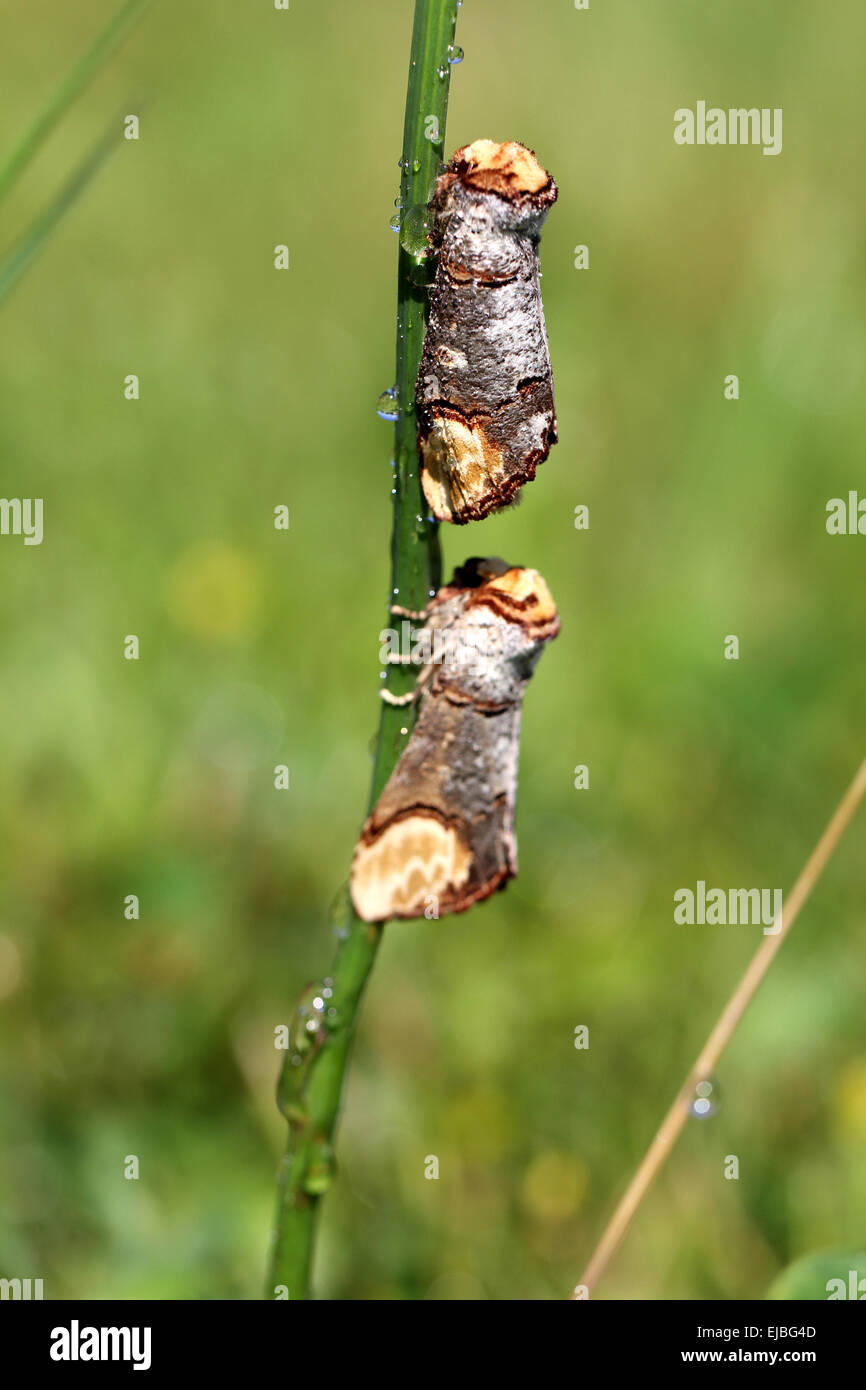 Cute moths hi-res stock photography and images - Alamy