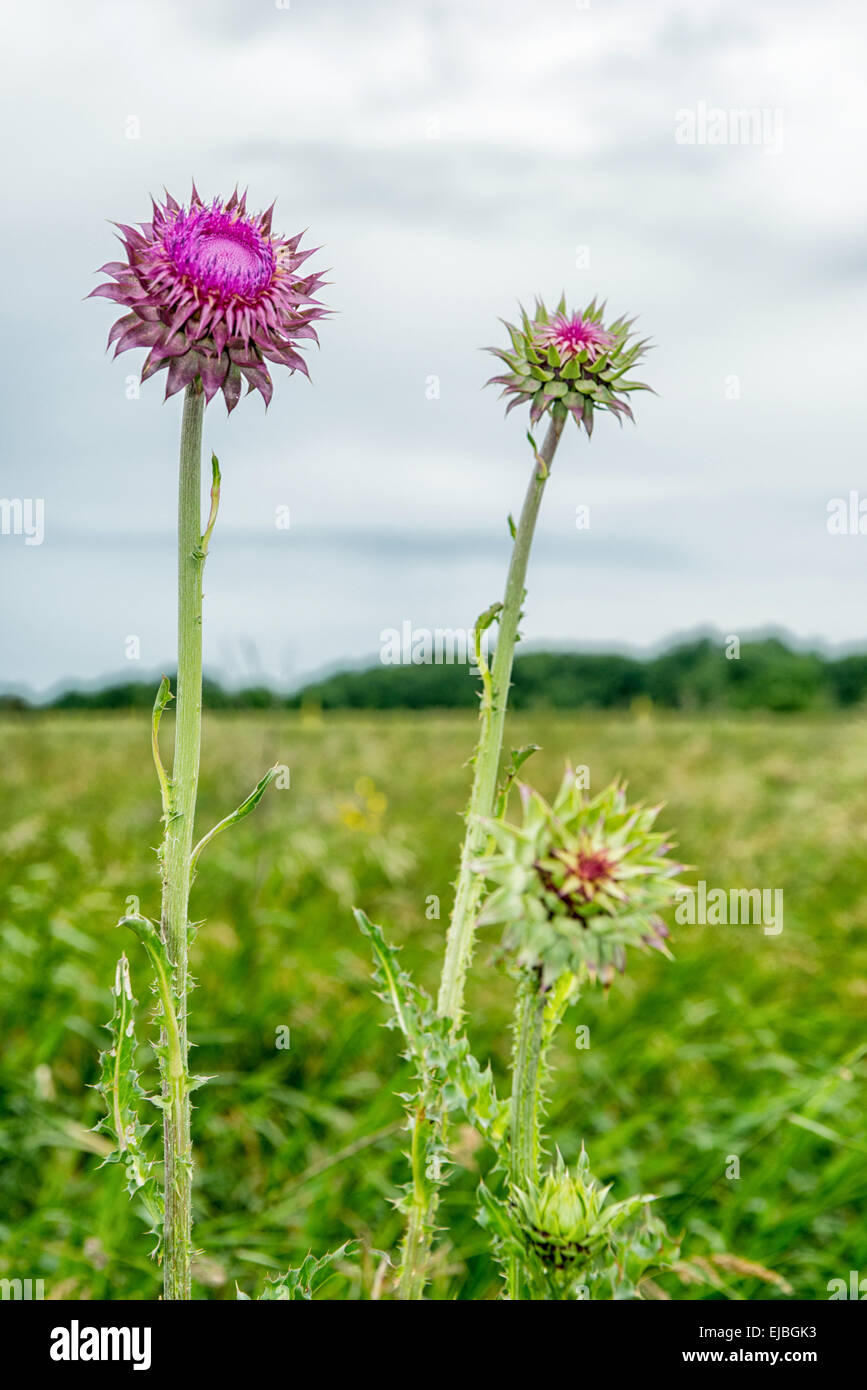 Steppe flower hi-res stock photography and images - Alamy