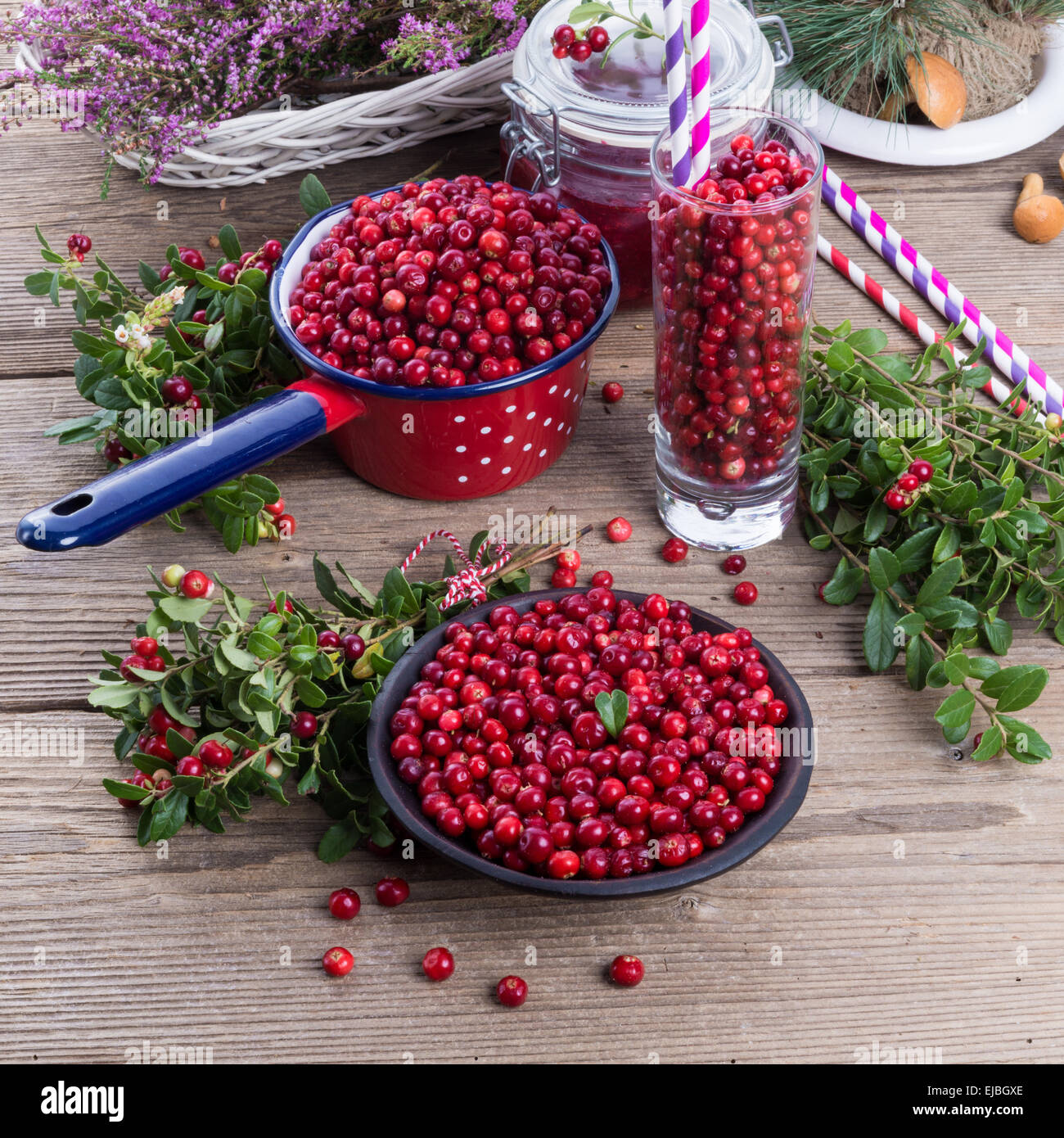 Lingon berry plant hi-res stock photography and images - Alamy