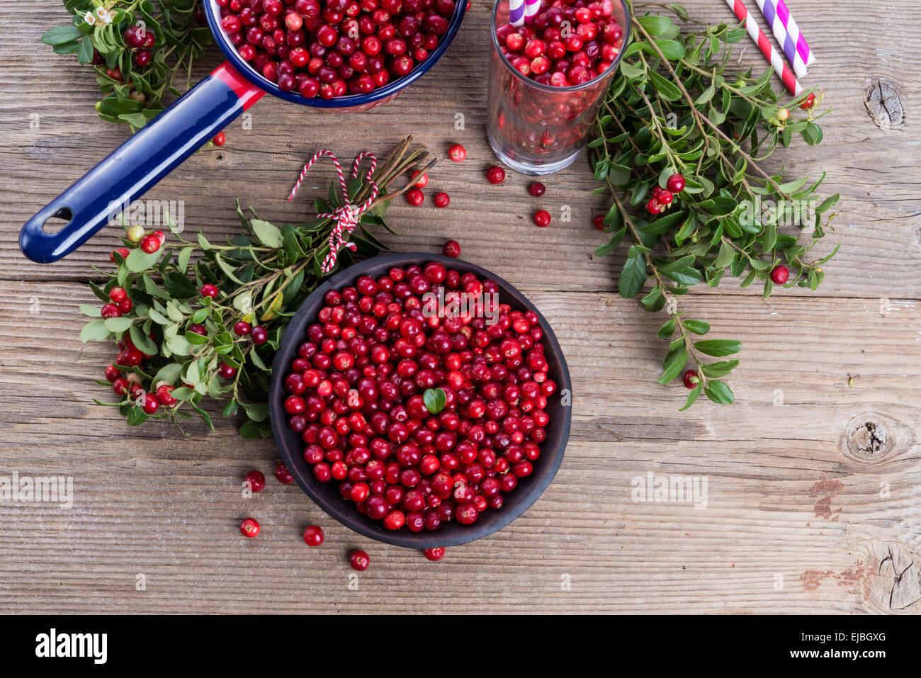 Lingon berry plant hi-res stock photography and images - Alamy