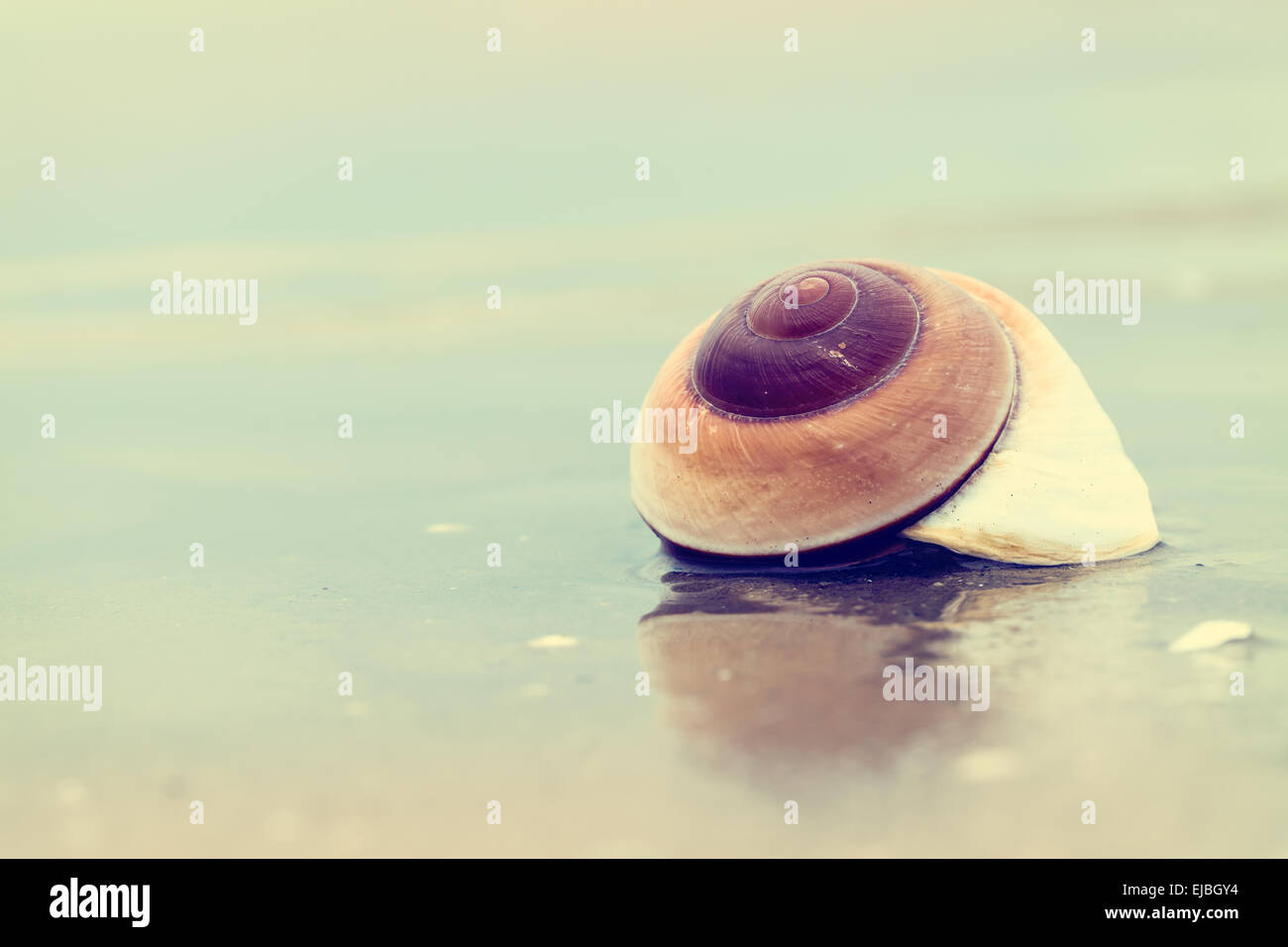 Shell On Beach Stock Photo - Alamy
