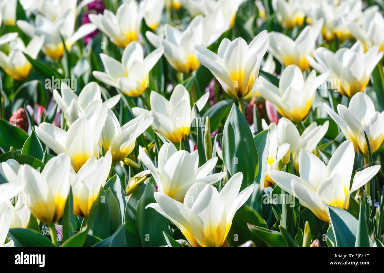Beautiful white tulips close-up Stock Photo - Alamy