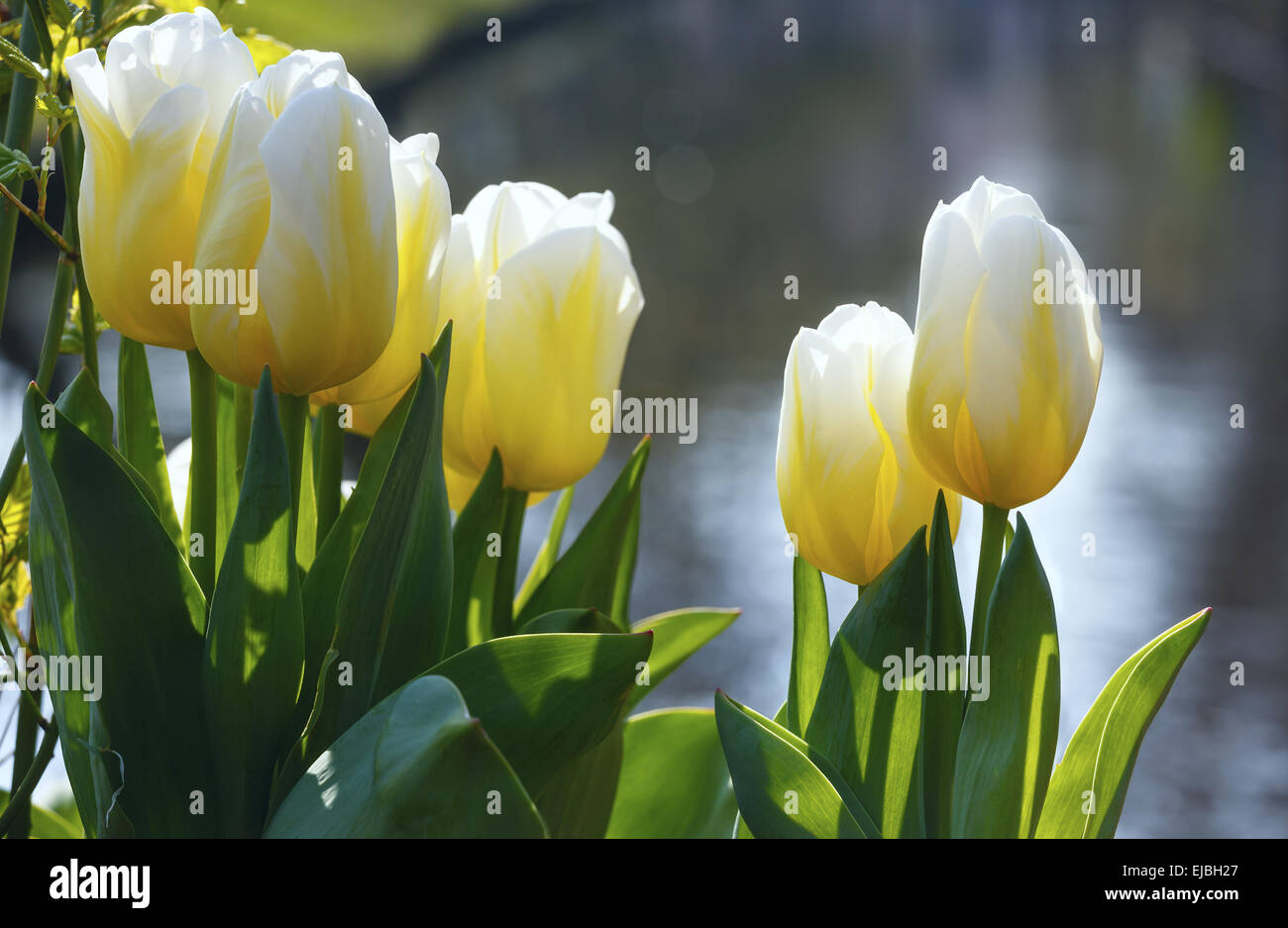Beautiful white tulips closeup Stock Photo - Alamy
