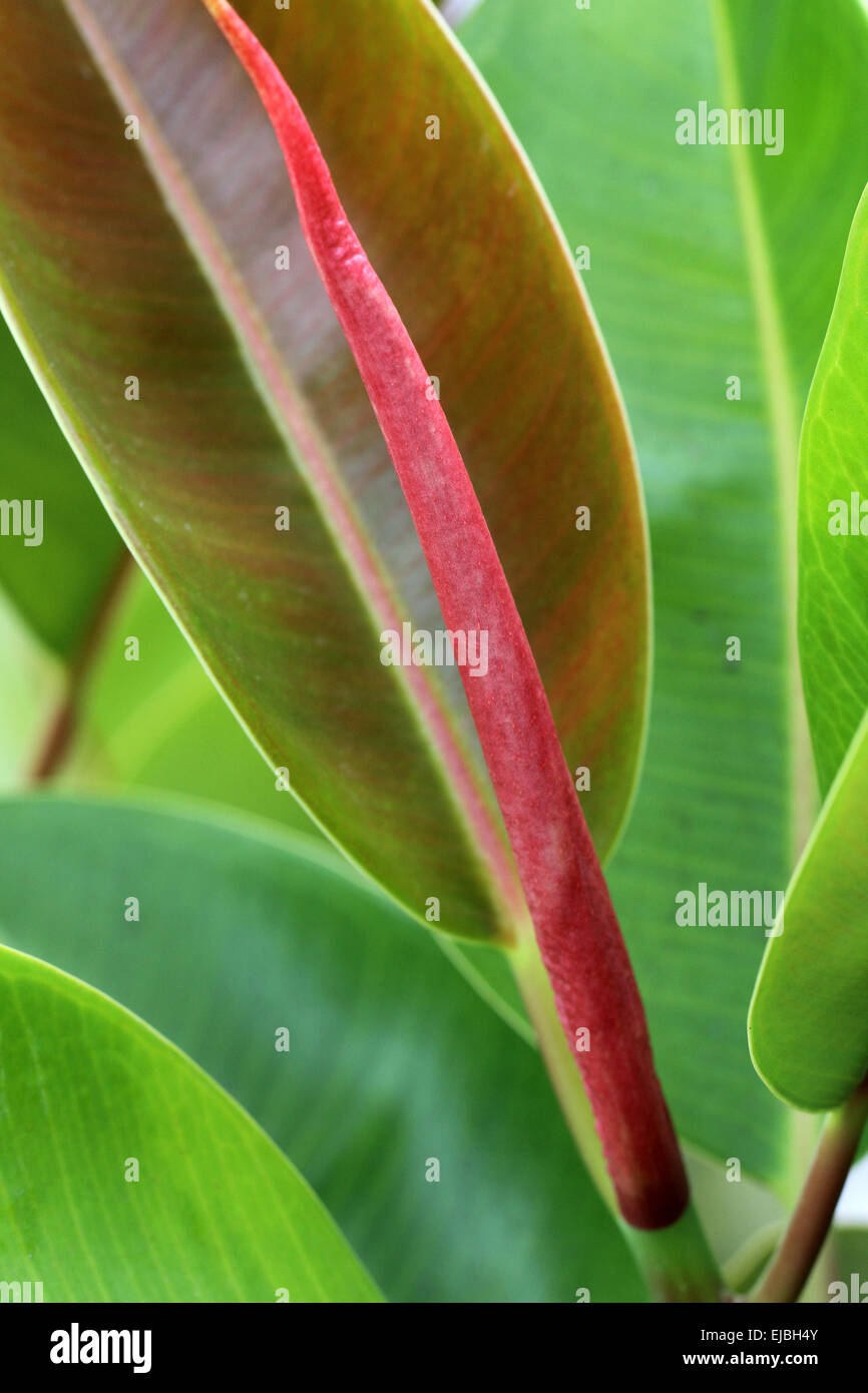 Gum tree india hi-res stock photography and images - Alamy