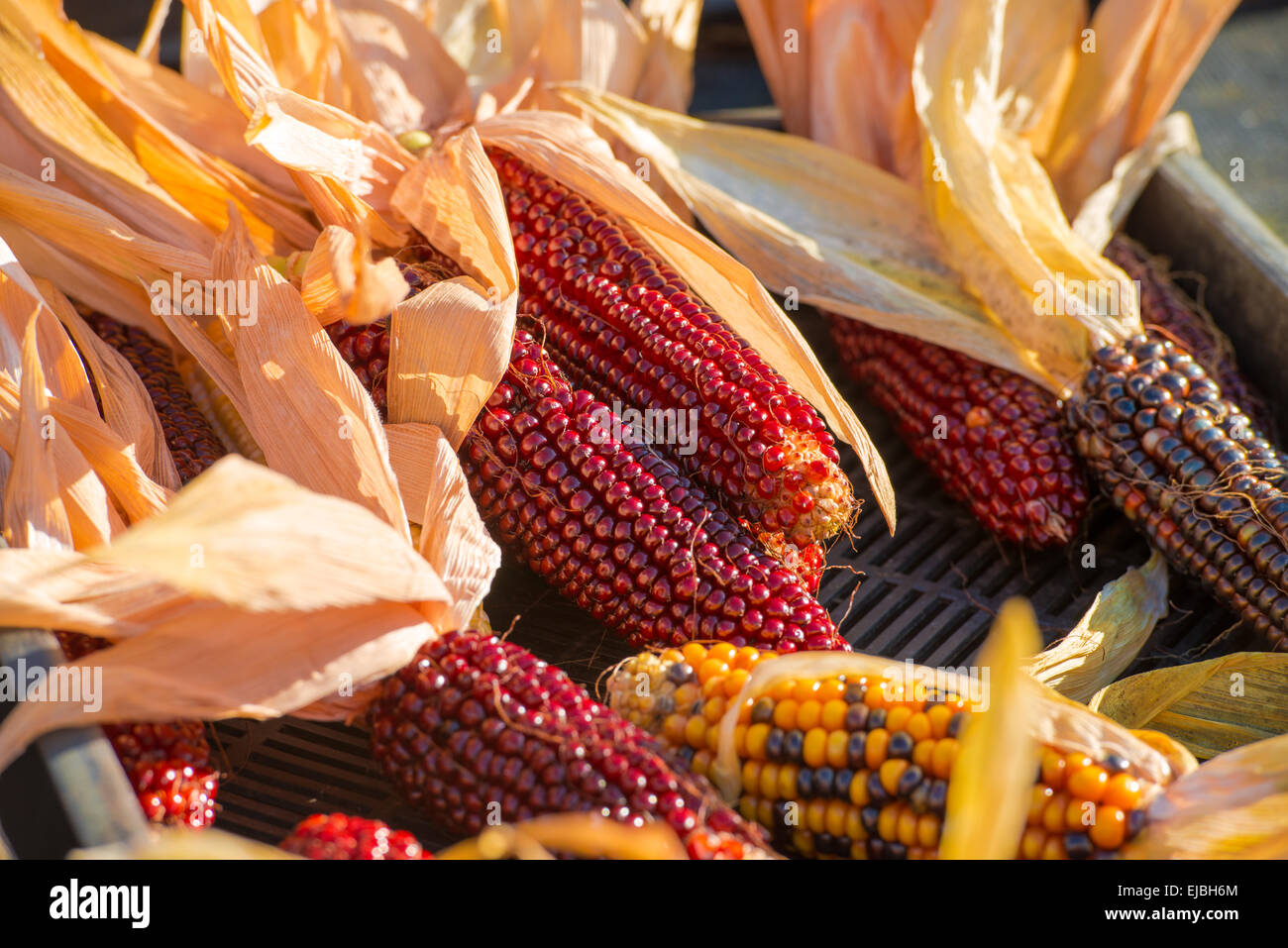 Mexico corn harvest not field hi-res stock photography and images - Alamy