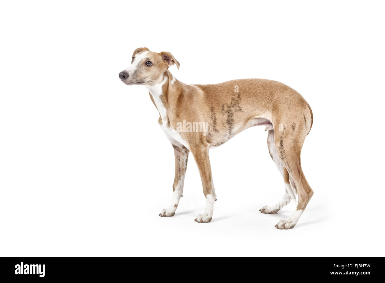 Whippet side view Cut Out Stock Images & Pictures - Alamy