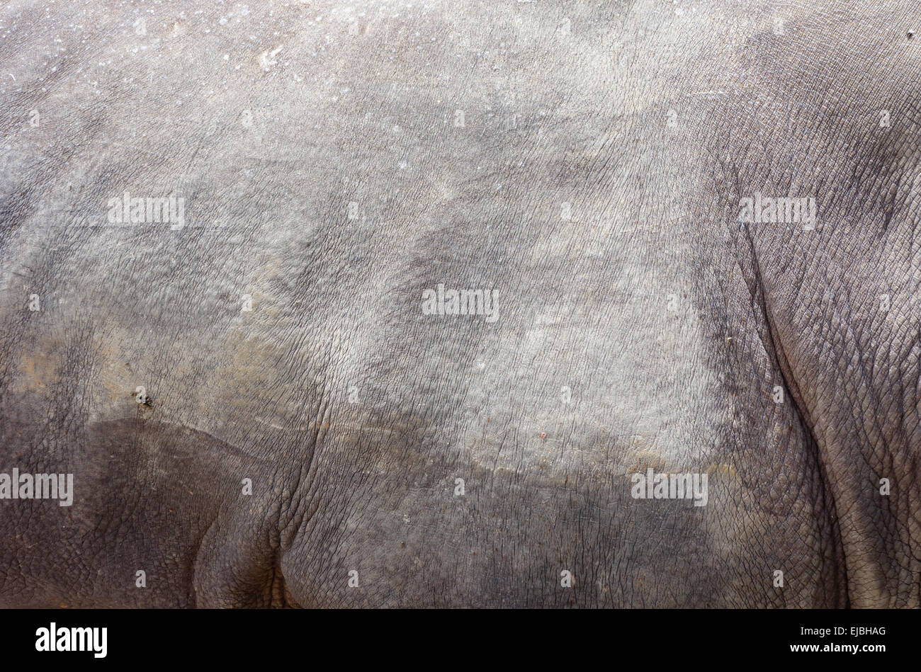 Rhino white rhinoceros skin texture hi-res stock photography and images ...