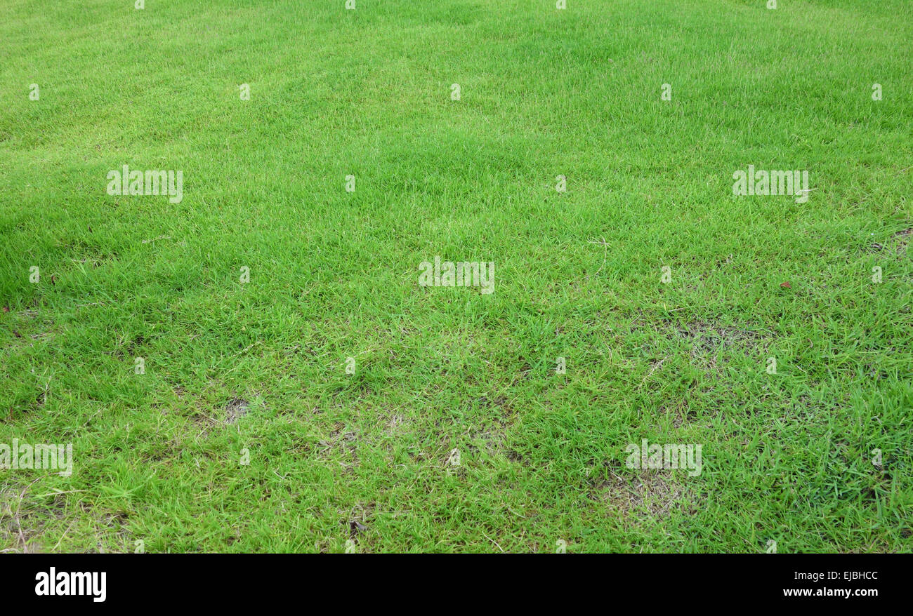 Grass verdure hi-res stock photography and images - Alamy