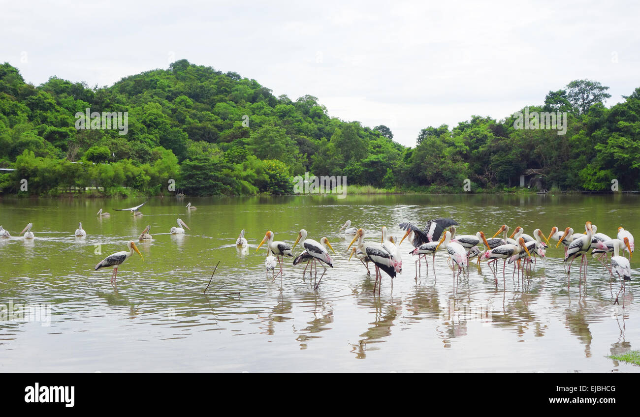 Marabou hi-res stock photography and images - Alamy
