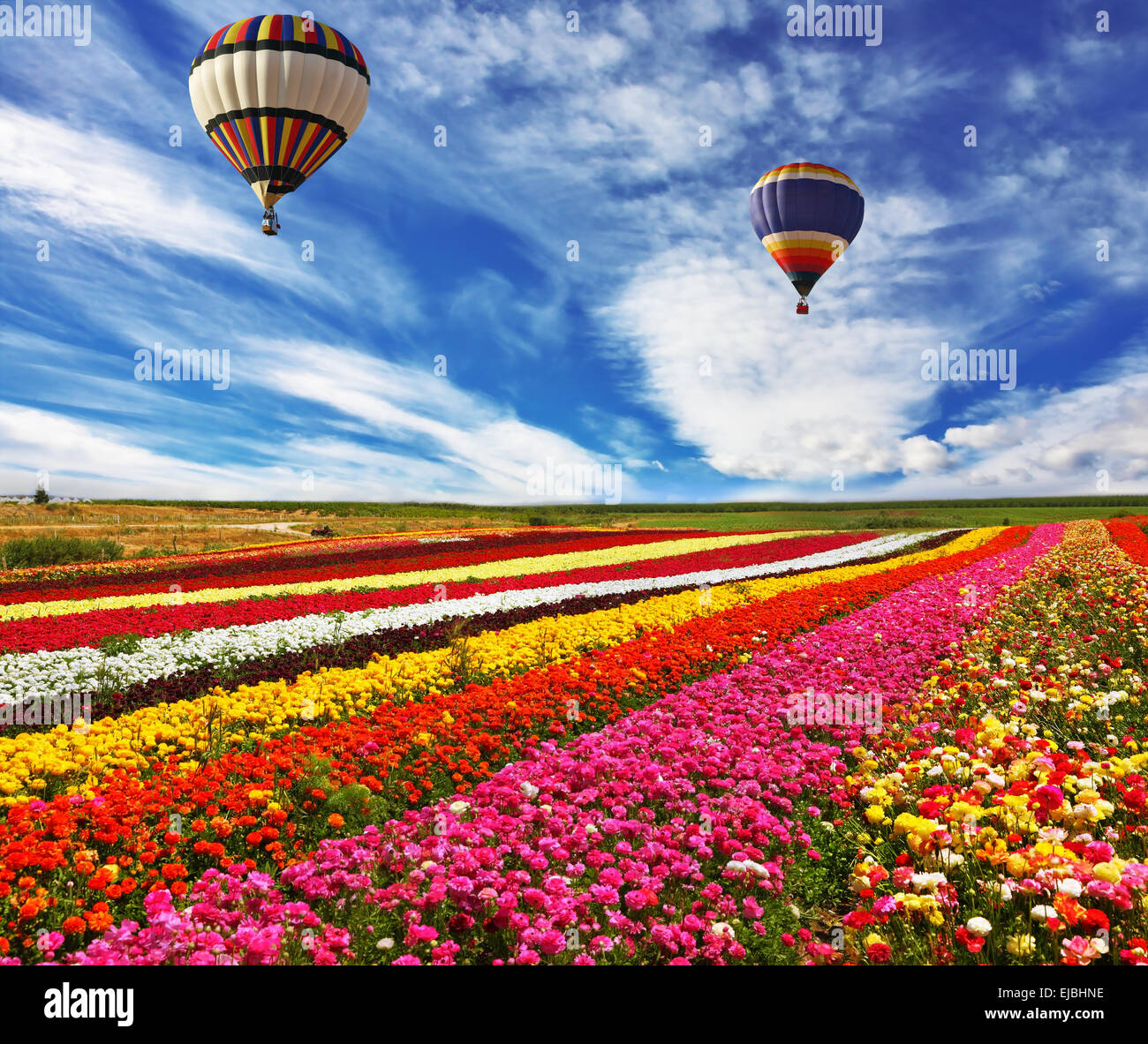 Great rural field with flowers Stock Photo - Alamy