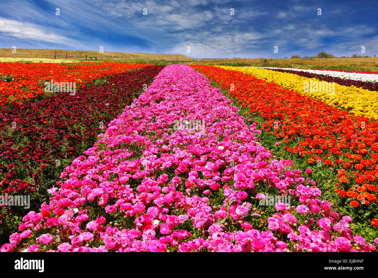 Phenomenally beautiful flower fields Stock Photo - Alamy