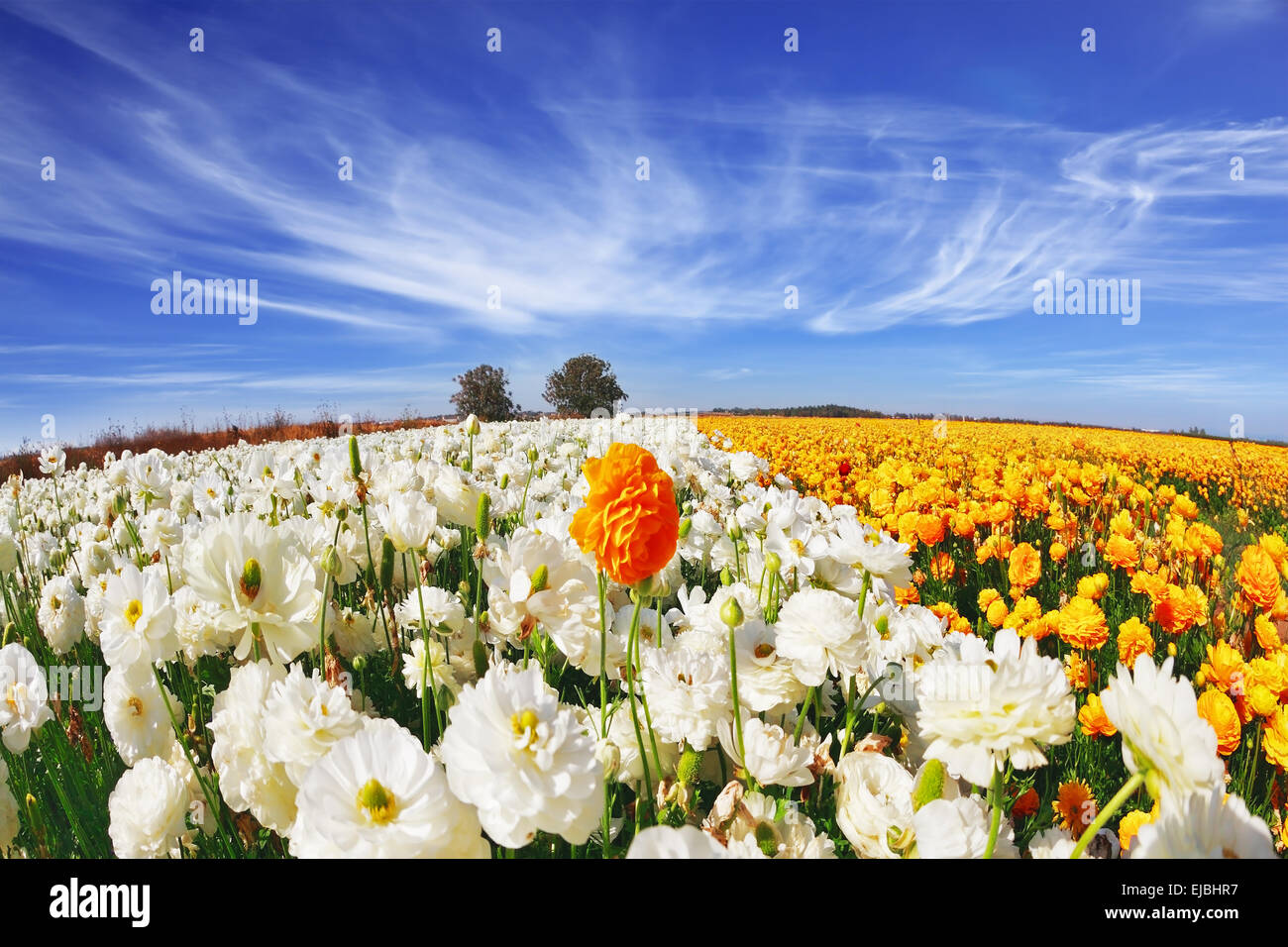 The spring weather Stock Photo - Alamy