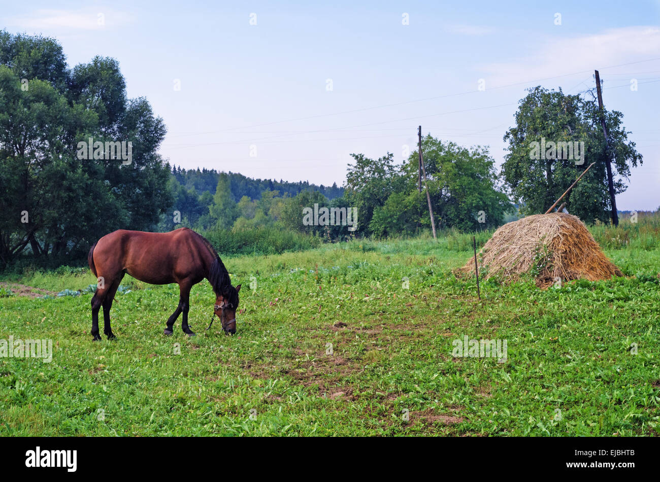 Rural landscape. Brown horse and haystack on pasture Stock Photo - Alamy