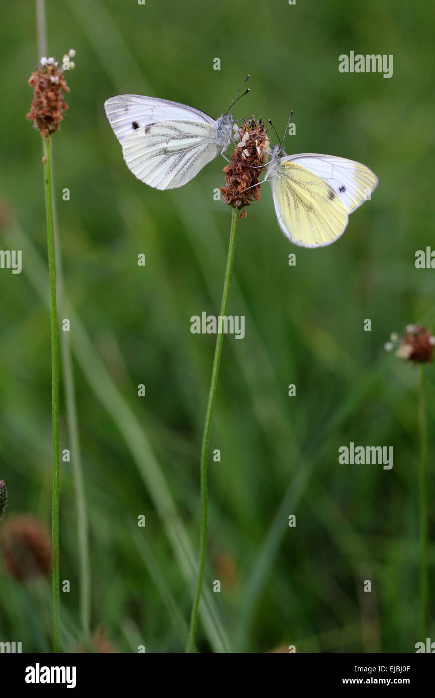 Cabbage whites hi-res stock photography and images - Alamy