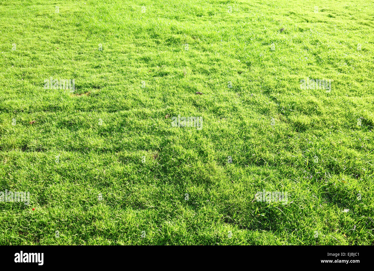 Green as grass hi-res stock photography and images - Alamy